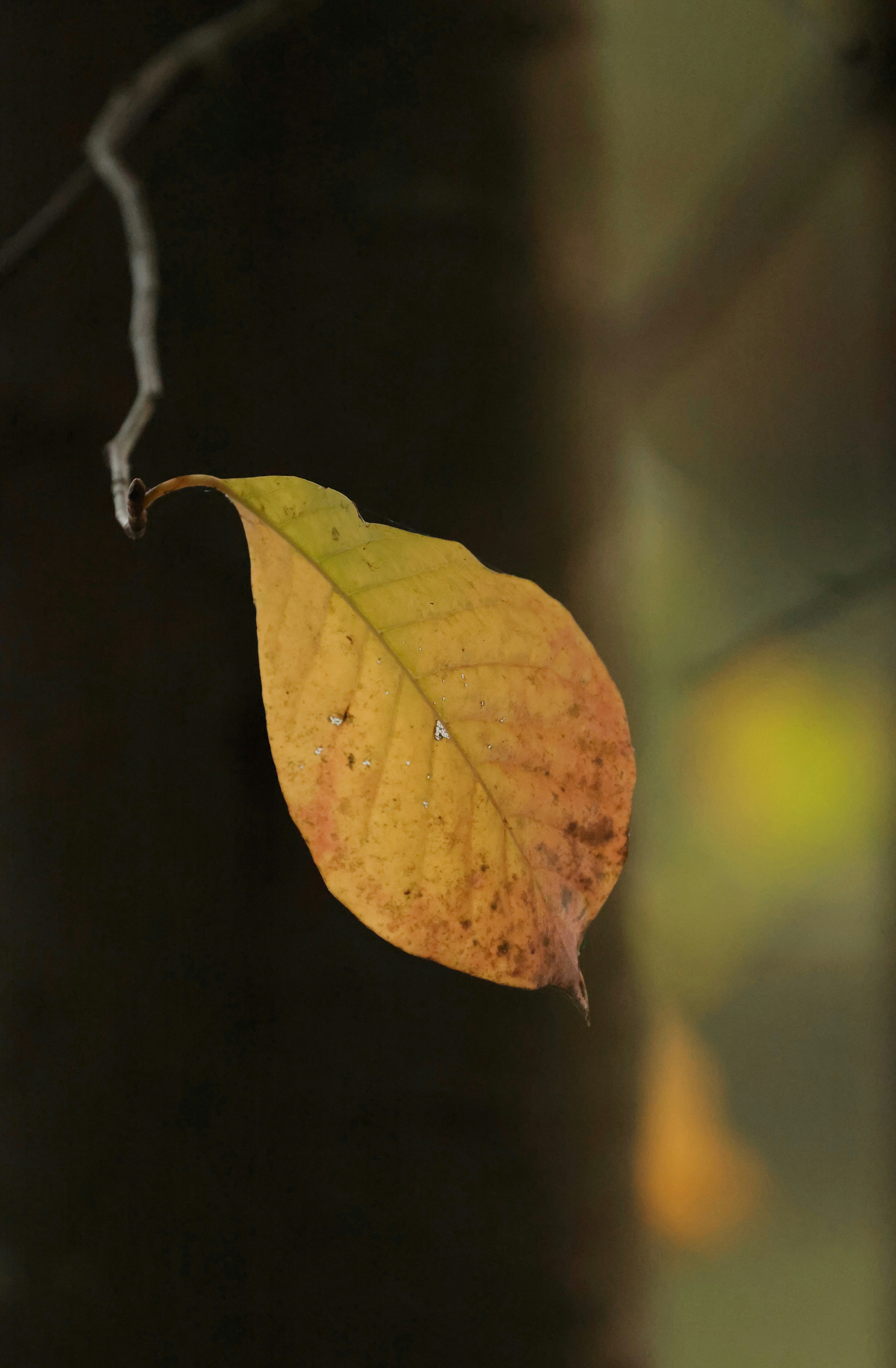 Autumn's Last Whisper