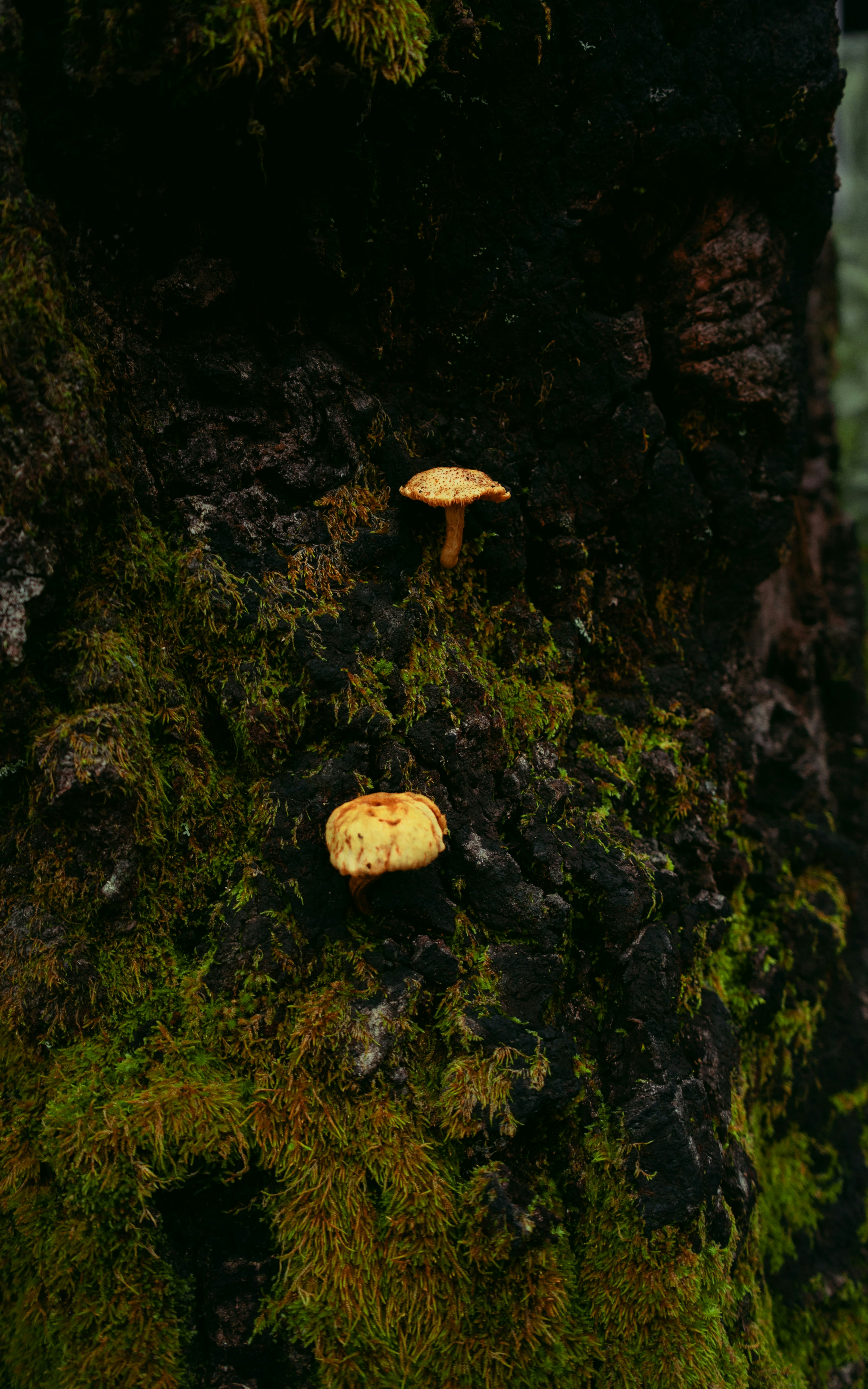 Nature's Hidden Gems: Fungi Among the Moss