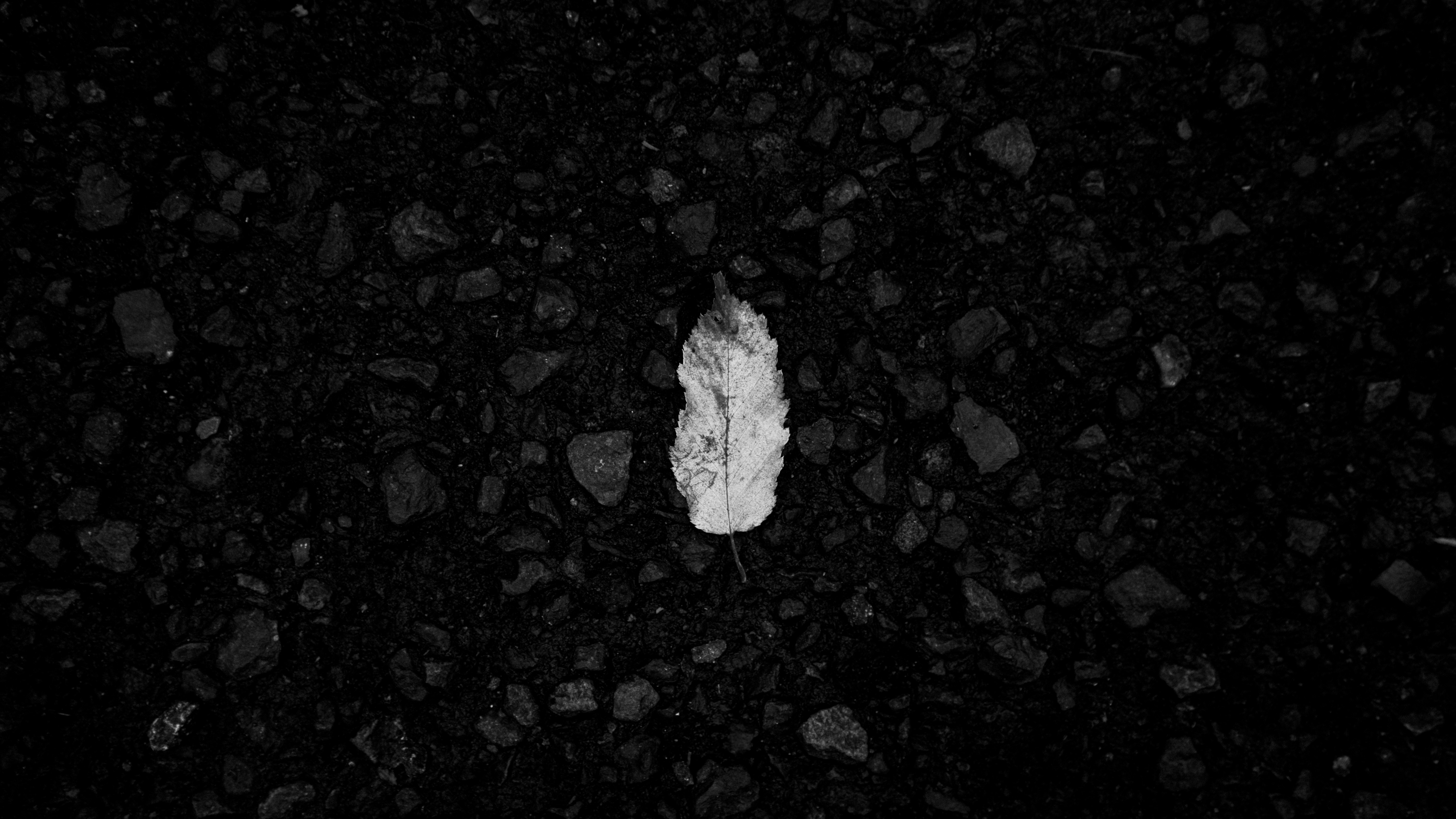 The Solitary Leaf: A Study in Contrast
