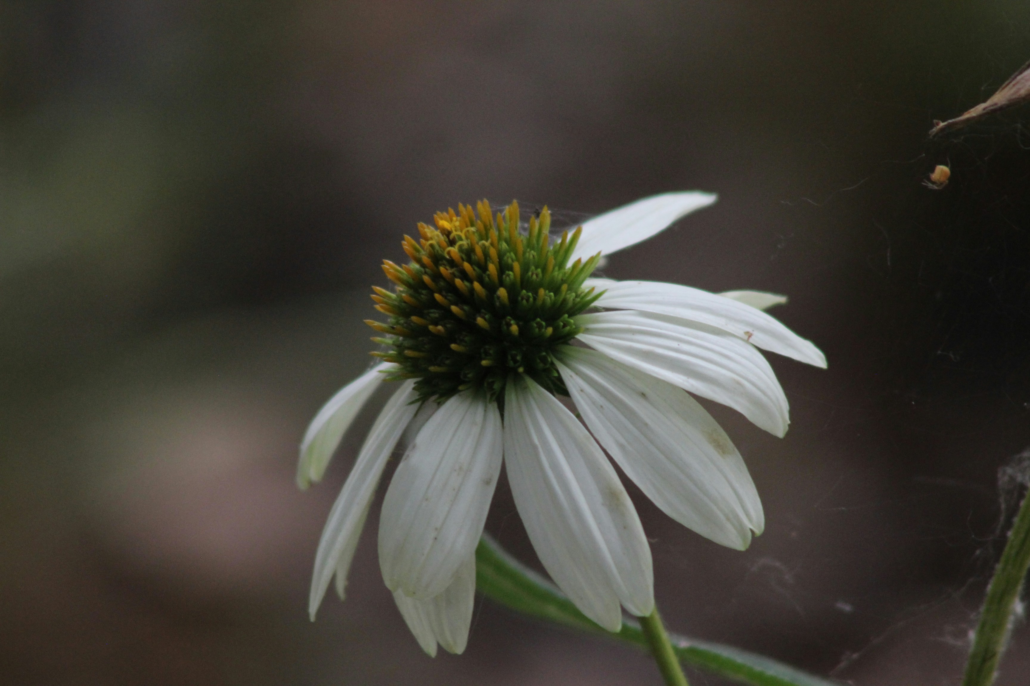 Photo by Allison Jones with Canon EOS 600D