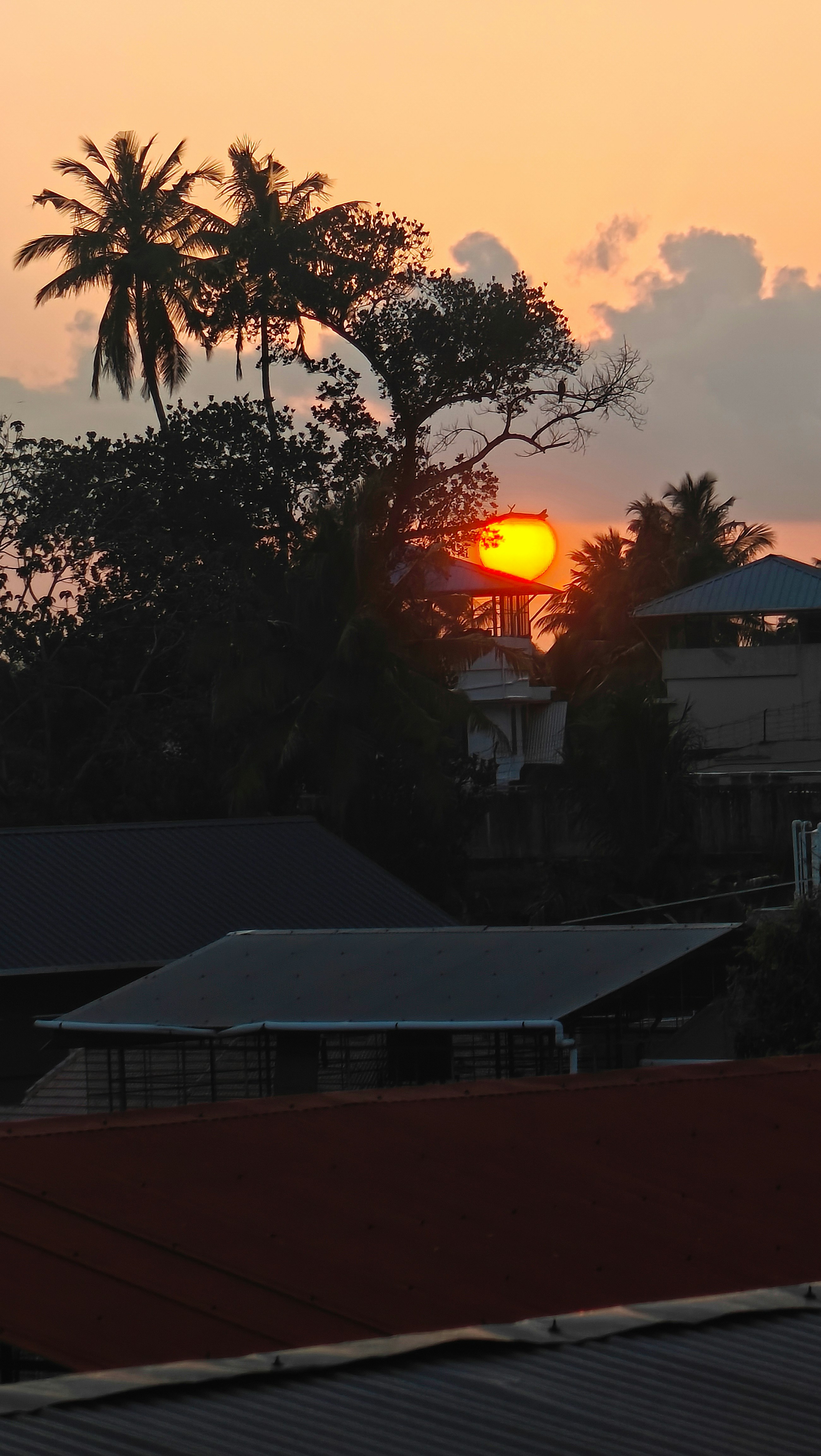 Sunset behind palm trees over rooftops