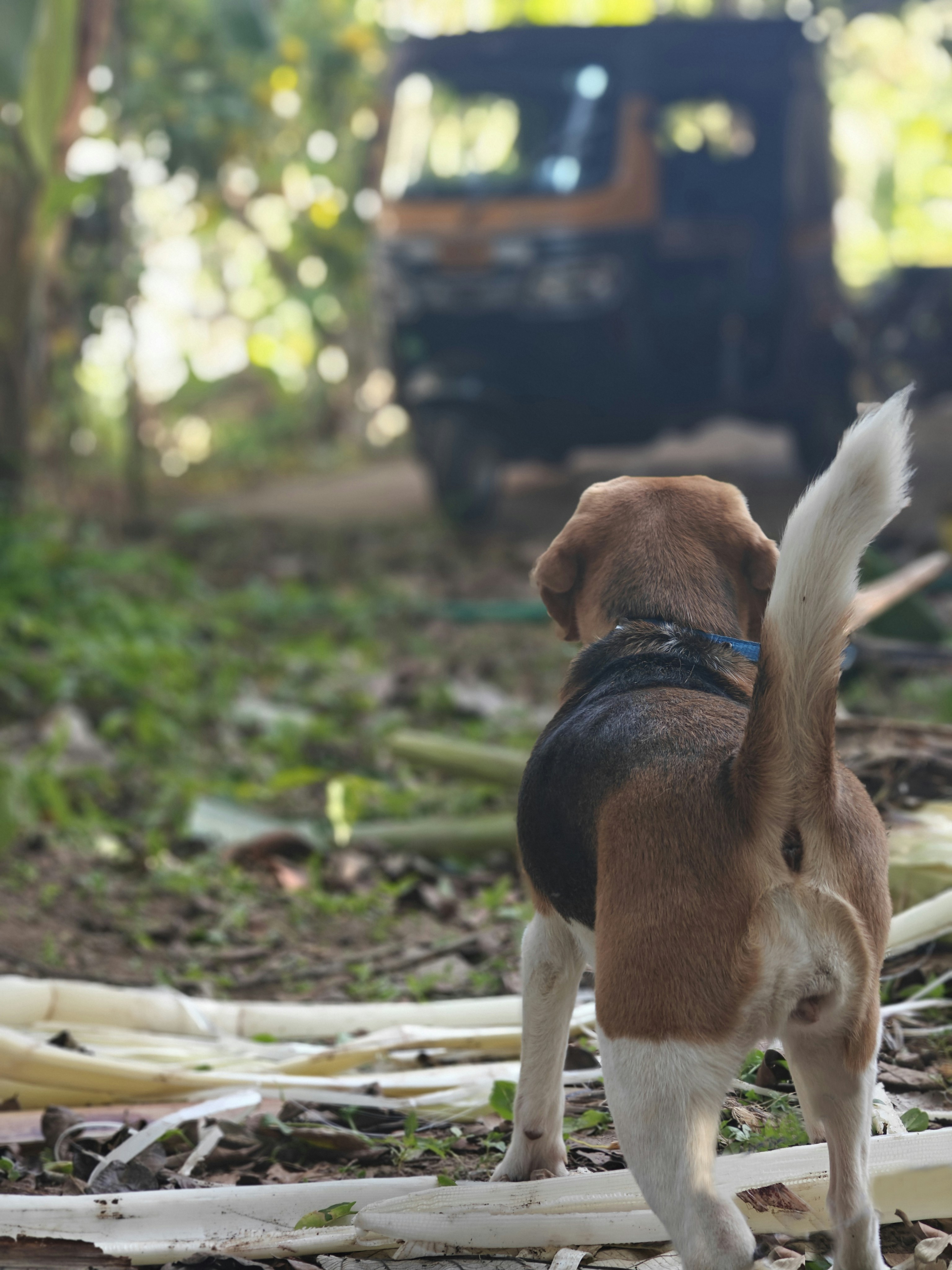 Beagle dog looks towards auto rickshaw in jungle