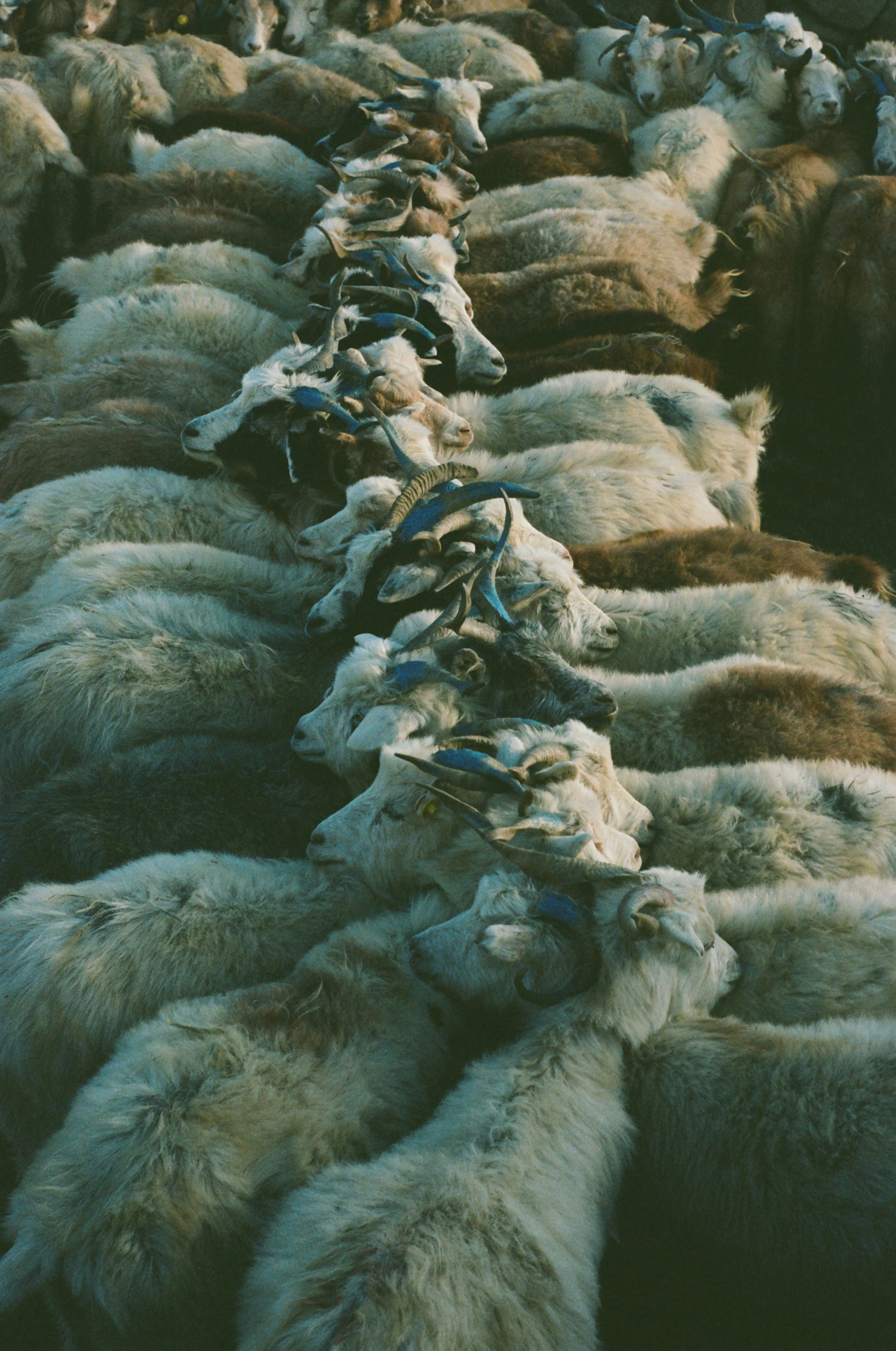 A close-up view of a flock of sheep, showcasing their woolly coats and distinct horns in a tightly packed formation.
