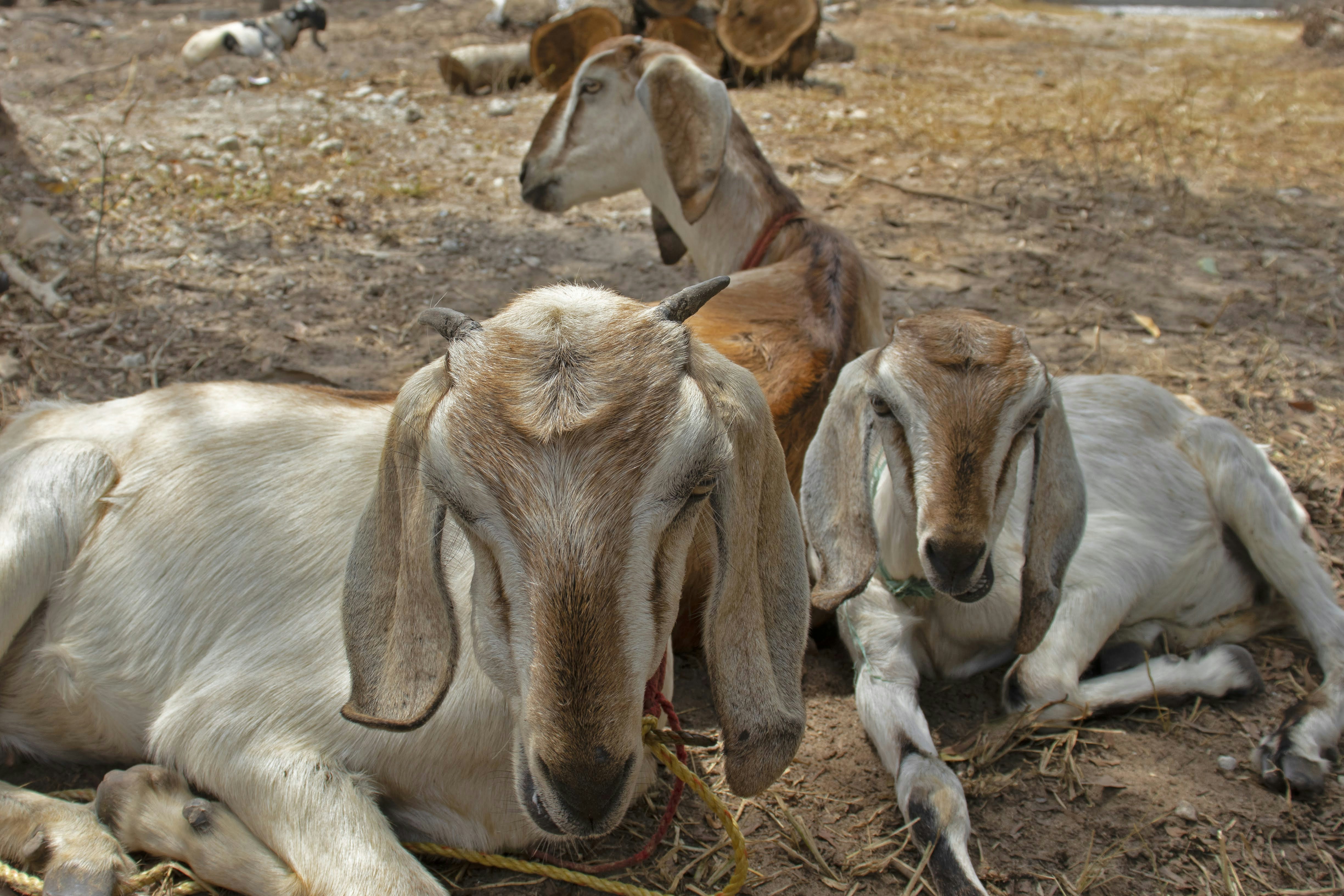 Three goats lying down on dry ground.