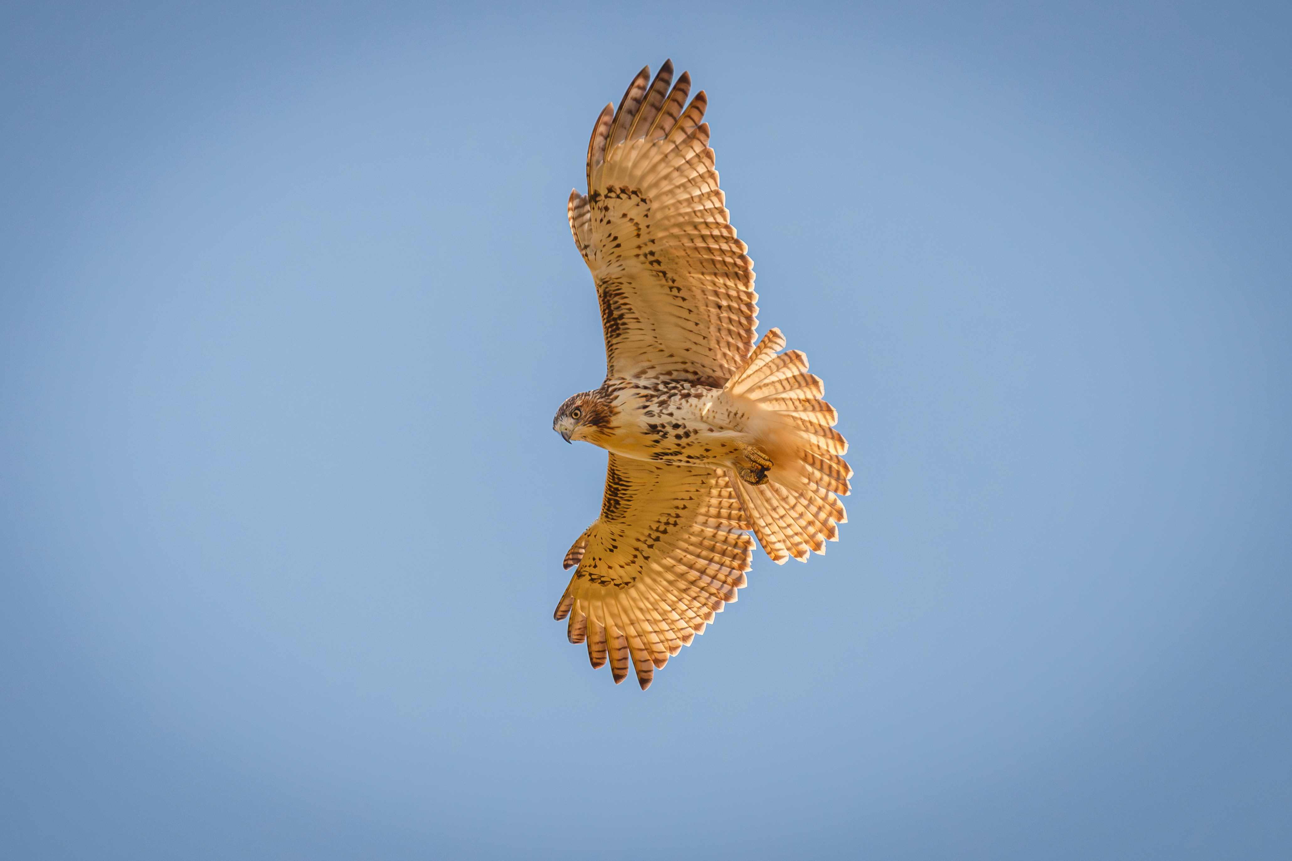 A hawk soars gracefully against a clear blue sky.