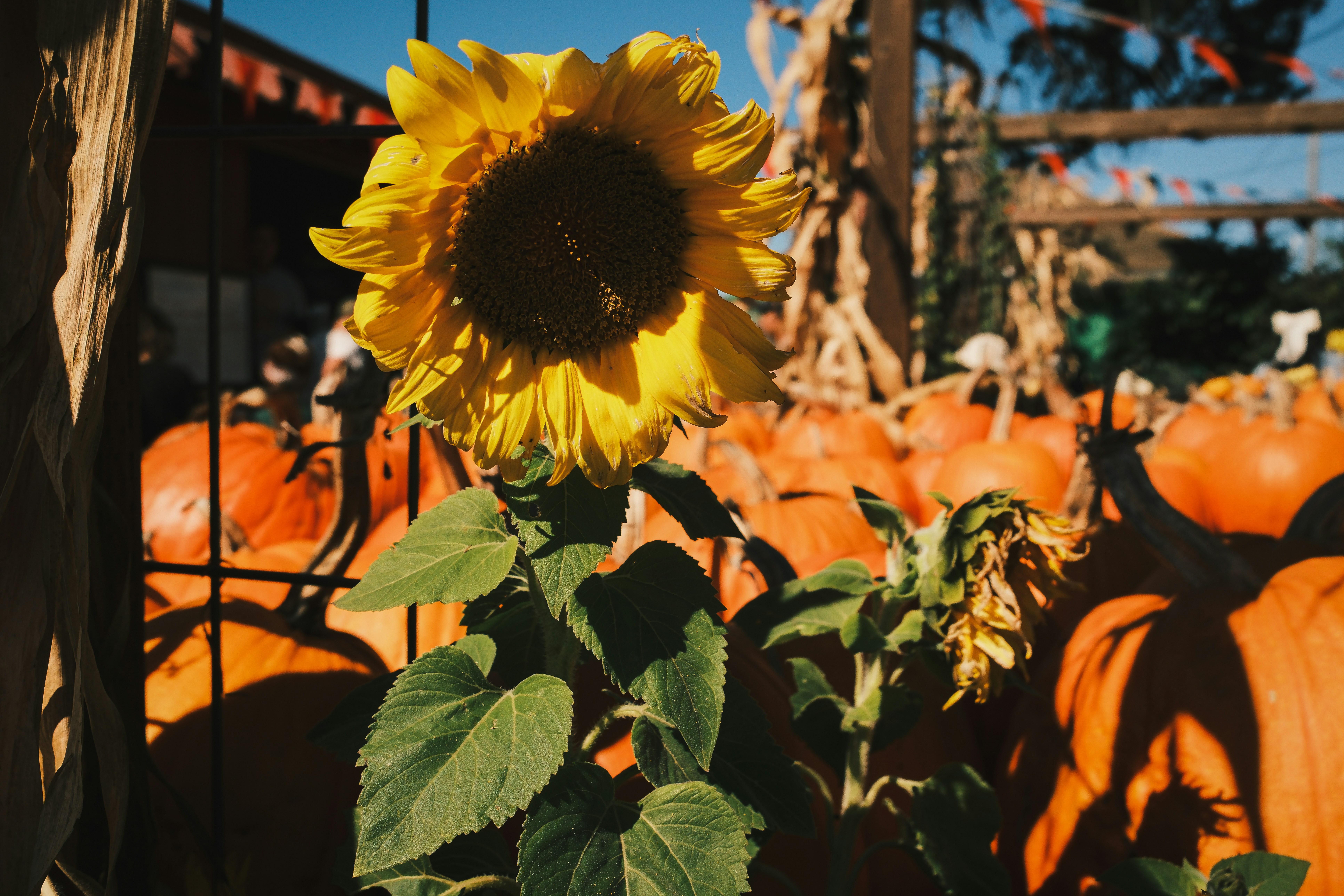 Harvest Harmony: Sunflower Amidst Autumn's Bounty