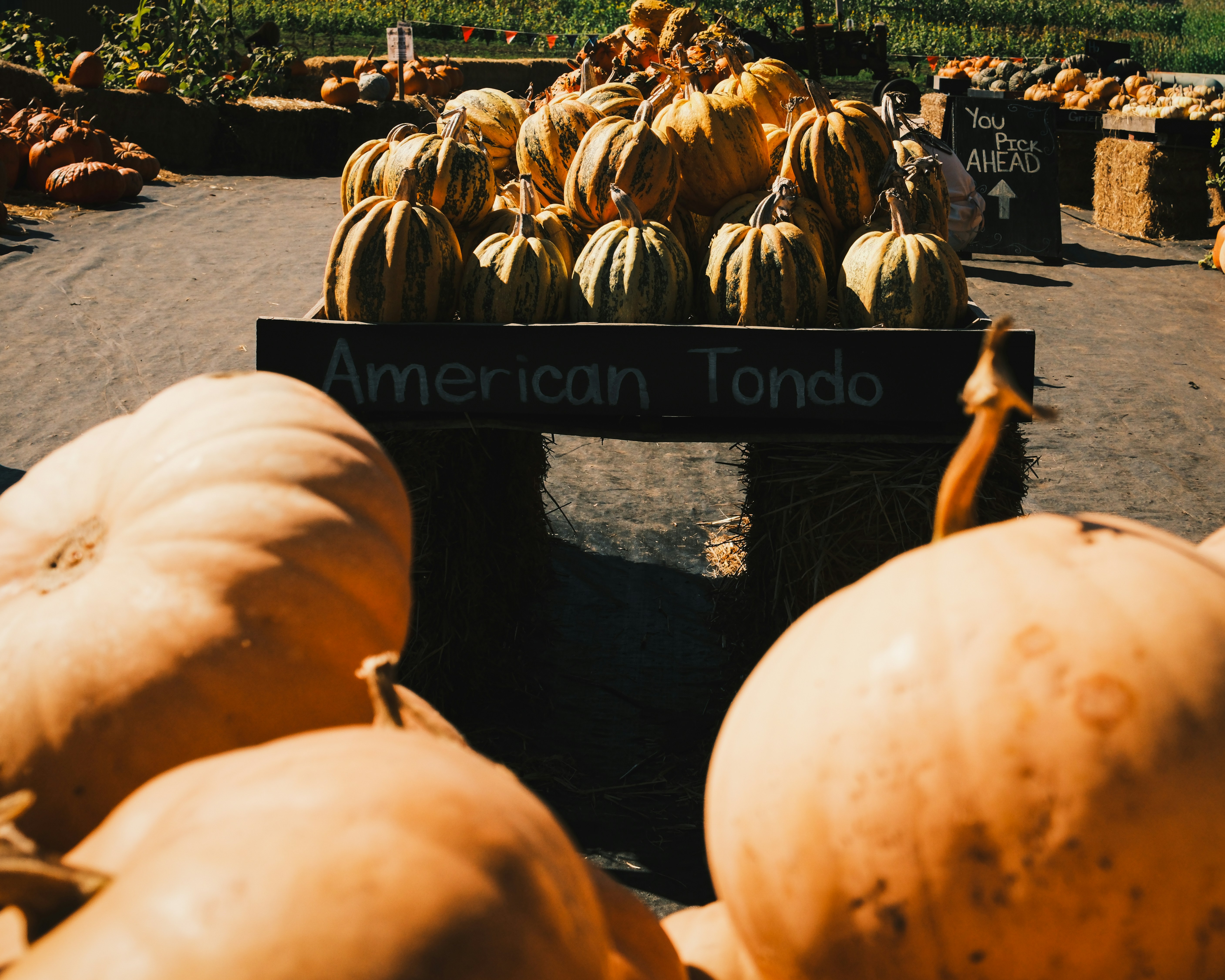 Centerstage Pumpkins: Chalkboard Sign Framing a Farm Stand