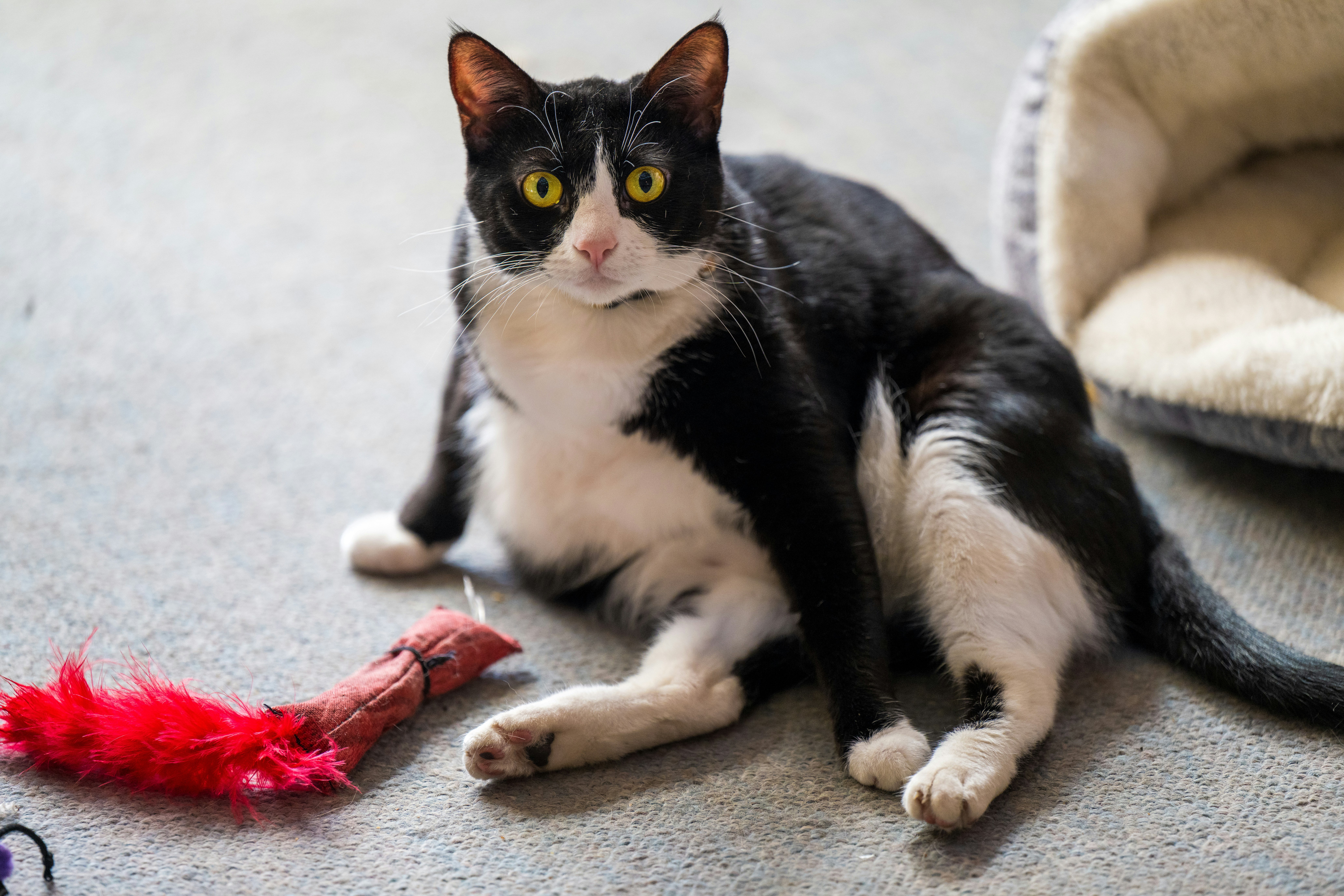 A black and white cat sits with a toy.