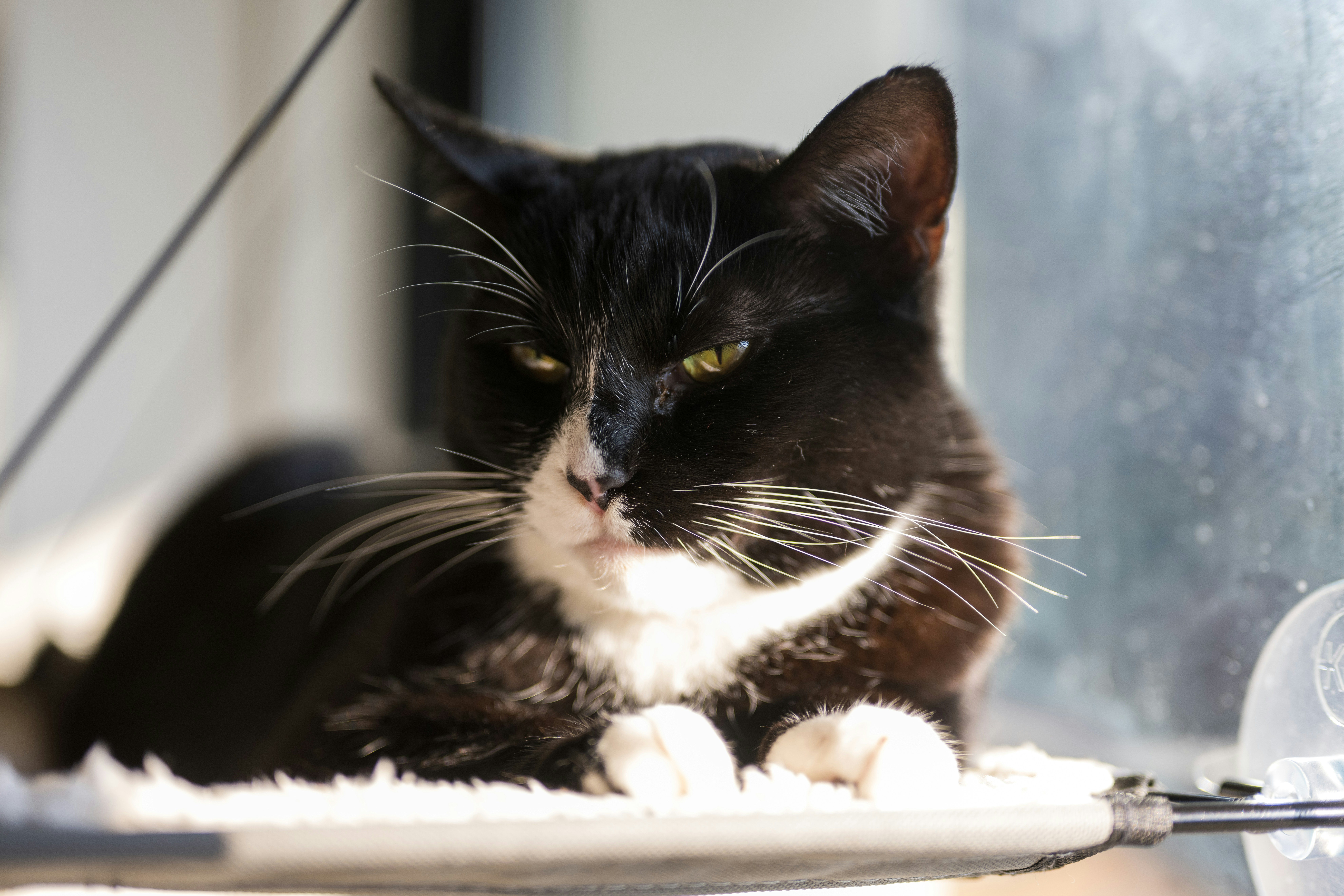 A black and white cat rests by a window.