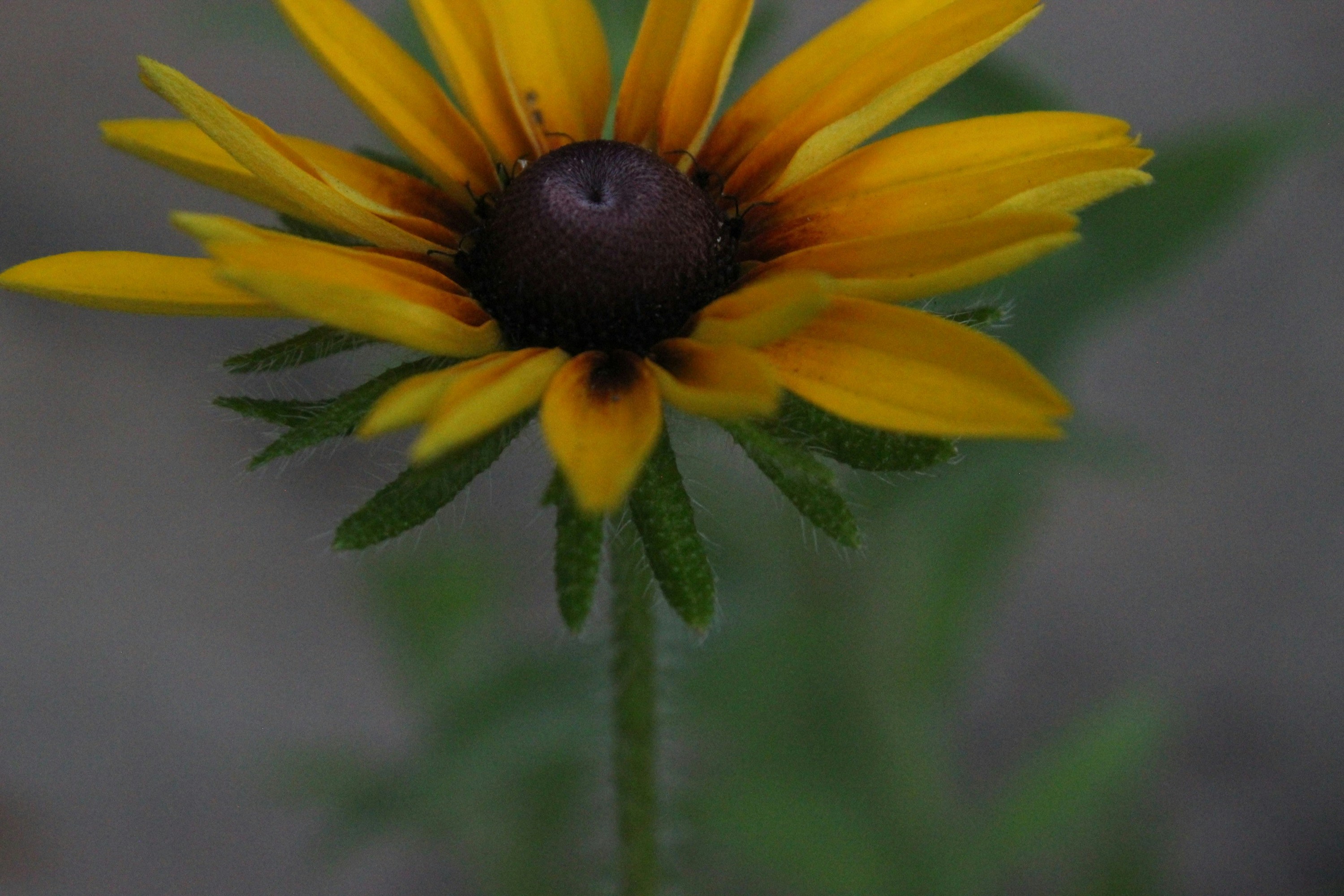 Photo by Allison Jones with Canon EOS 600D