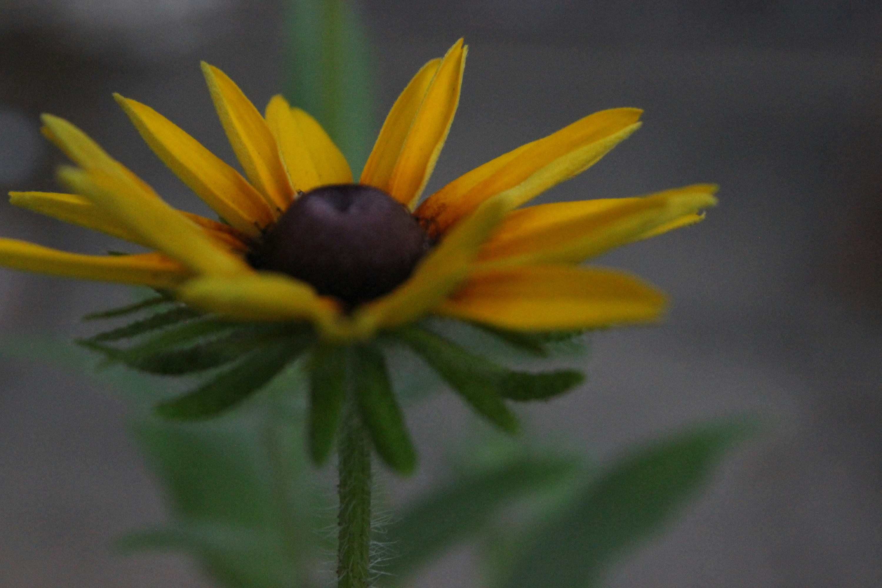 A single yellow flower with a dark center.