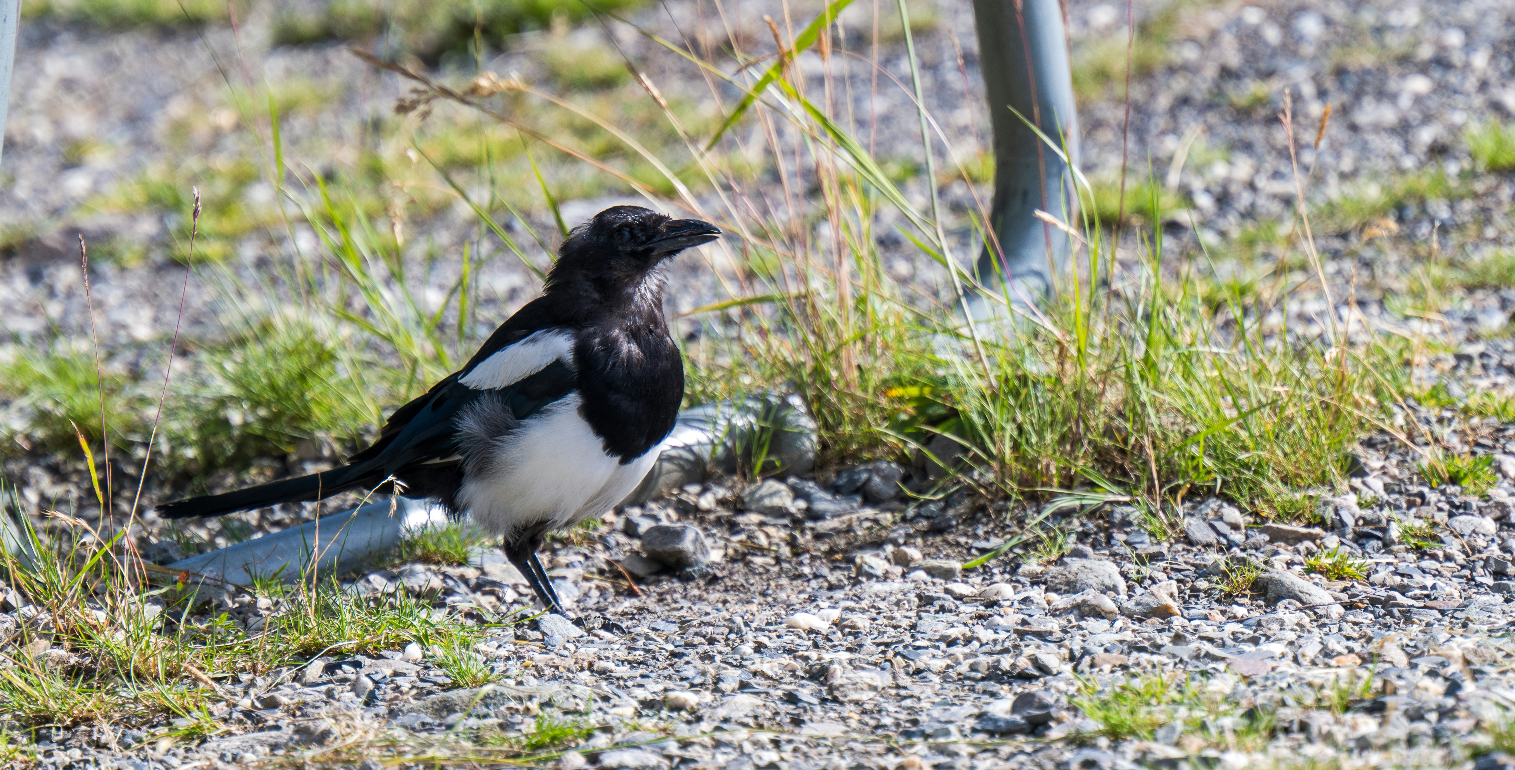 Gravel-Quiet Magpie by a Weathered Post