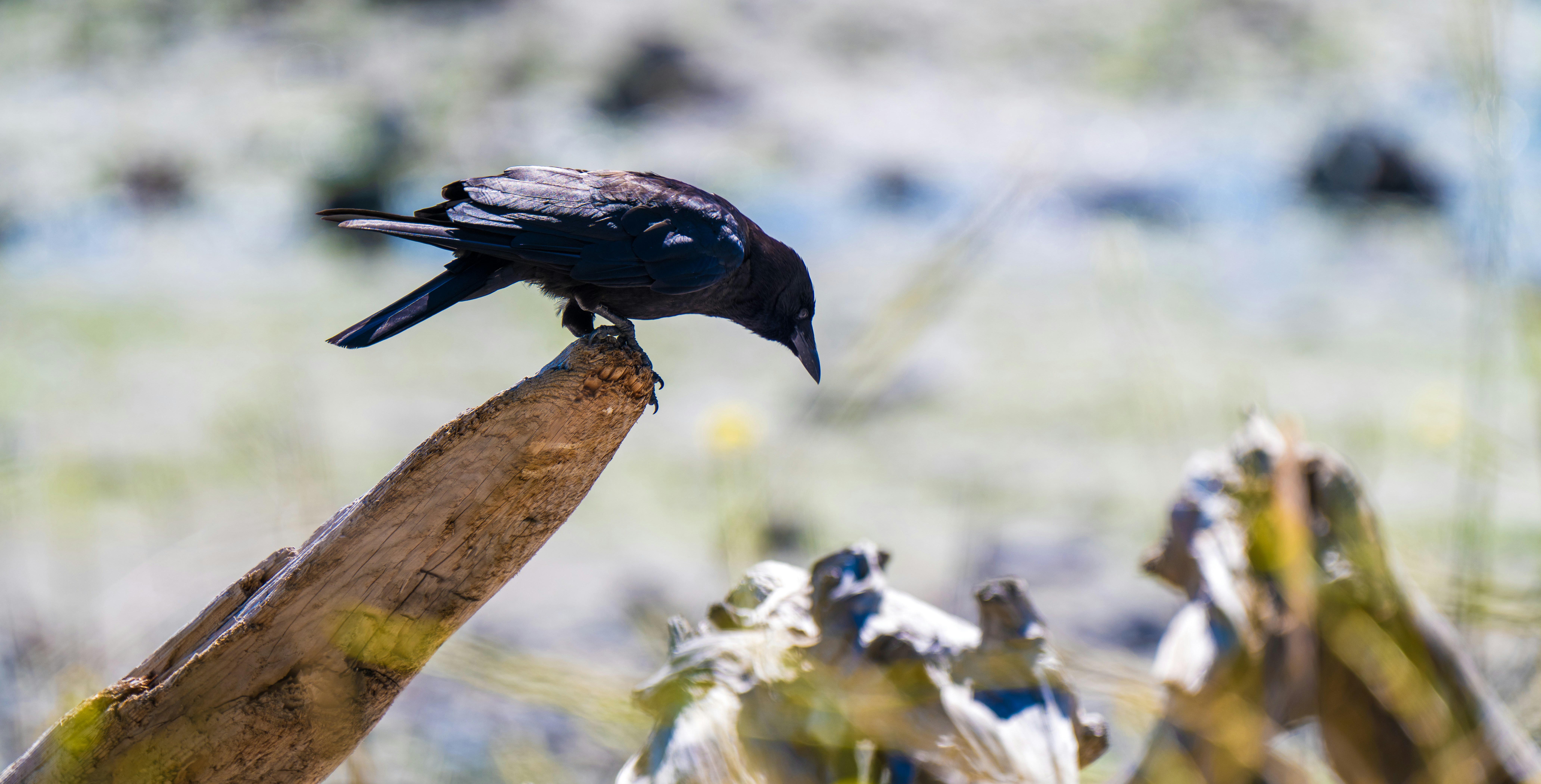 A black bird perched on a weathered wooden branch.