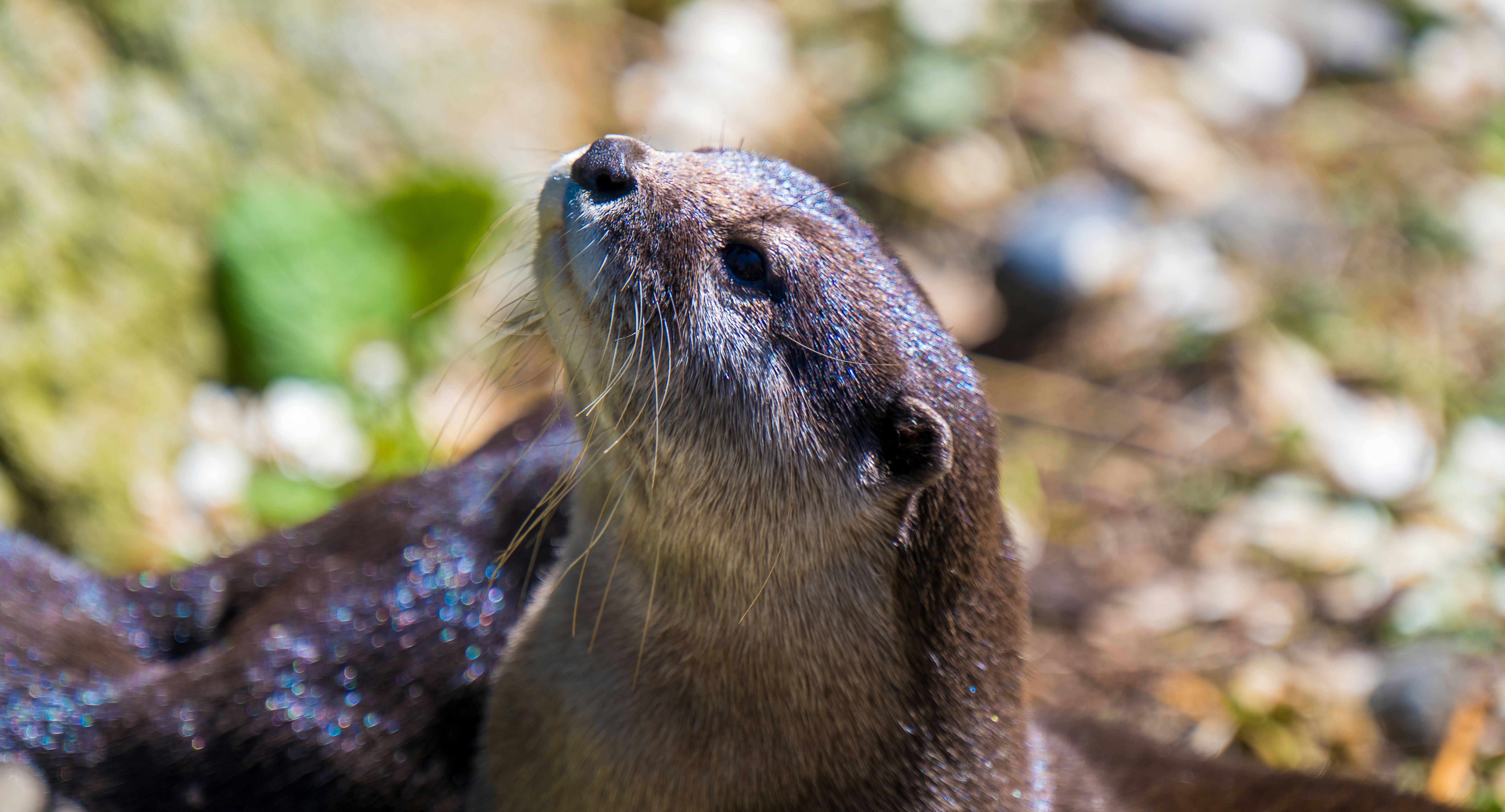 A close-up of an otter looking upwards