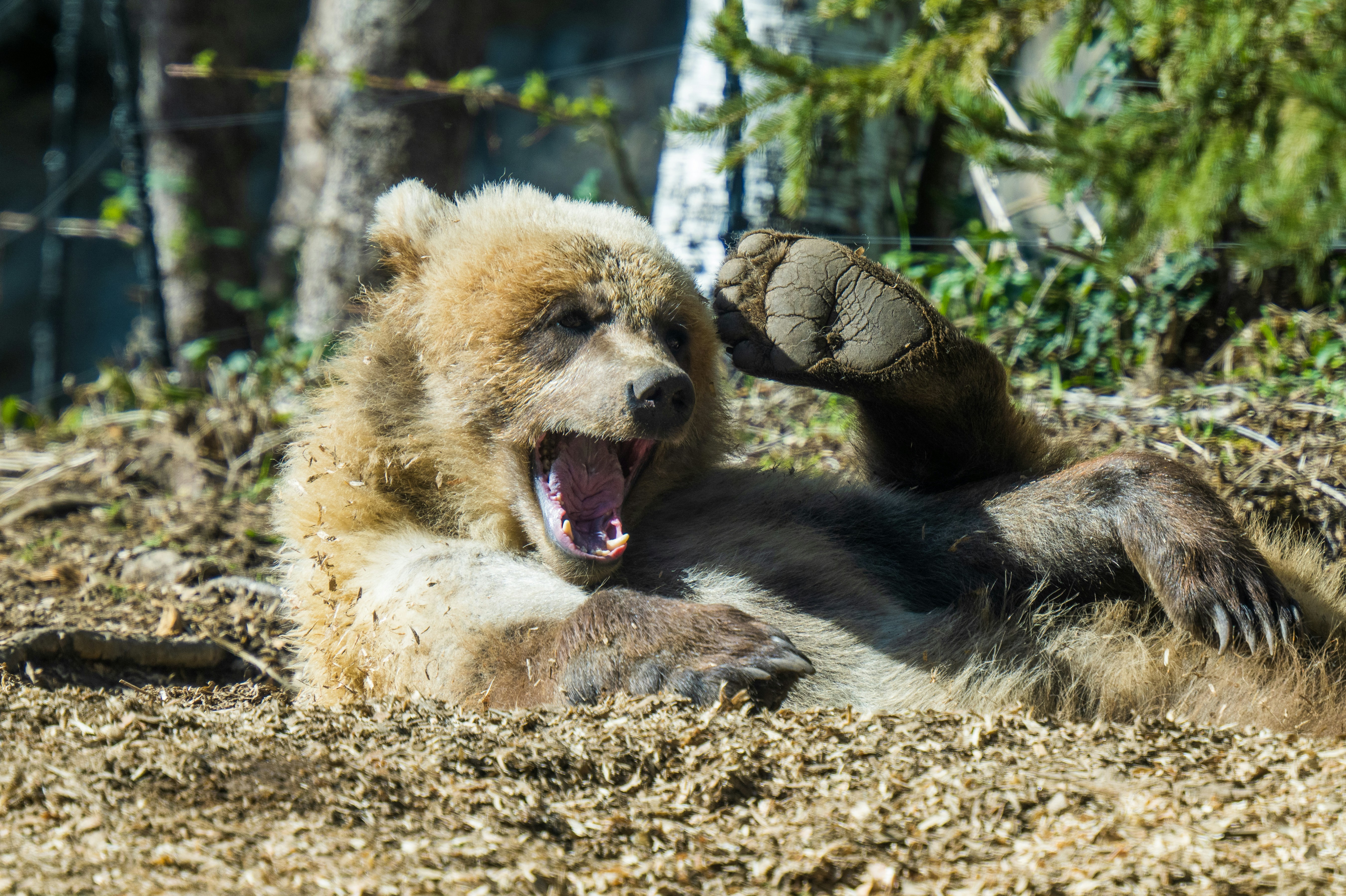 A bear cub lounging in a sunny clearing, playfully yawning while sprawled on the ground. The scene captures the essence of youthful exuberance.