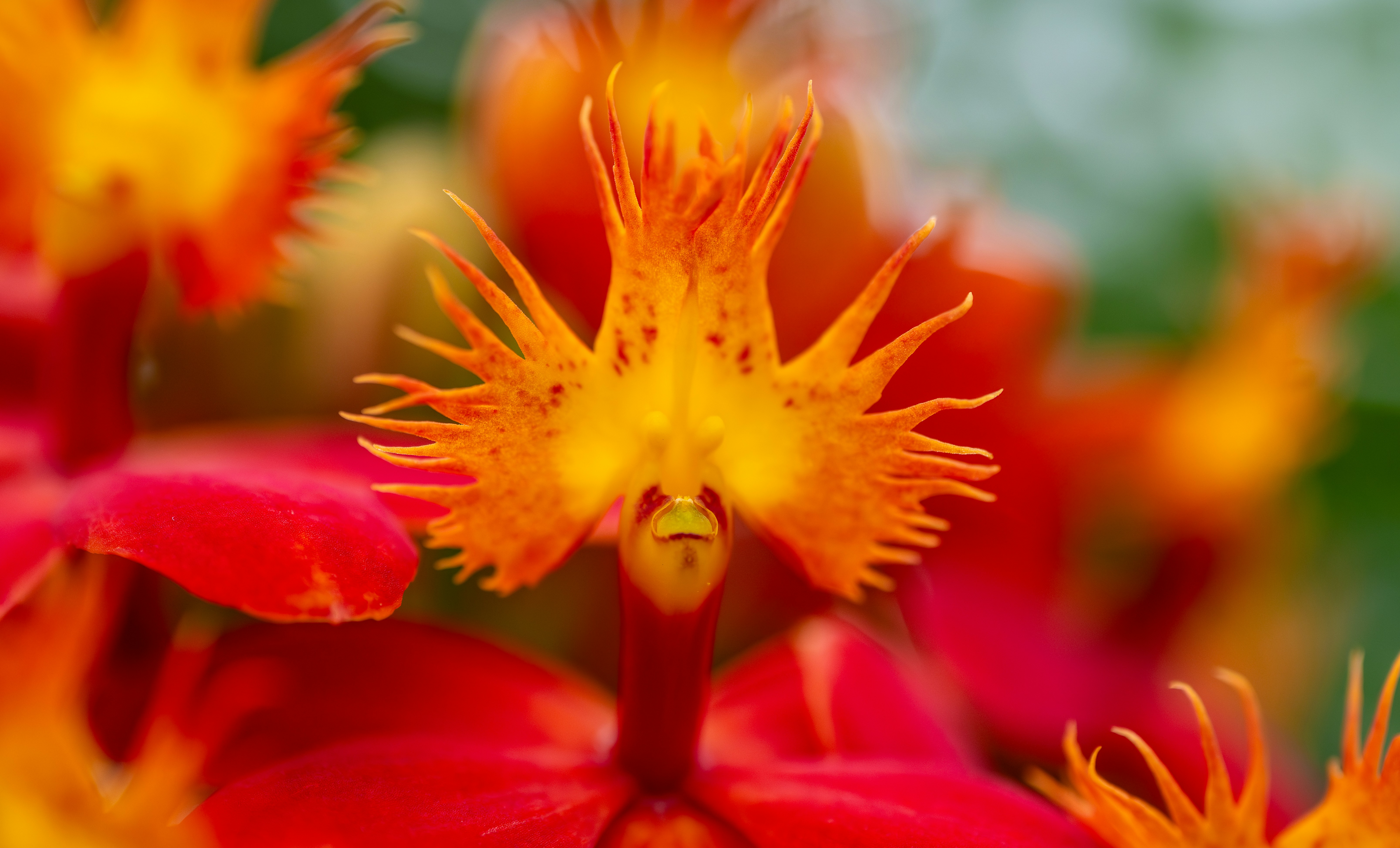 Fiery Embrace of Nature's Palette