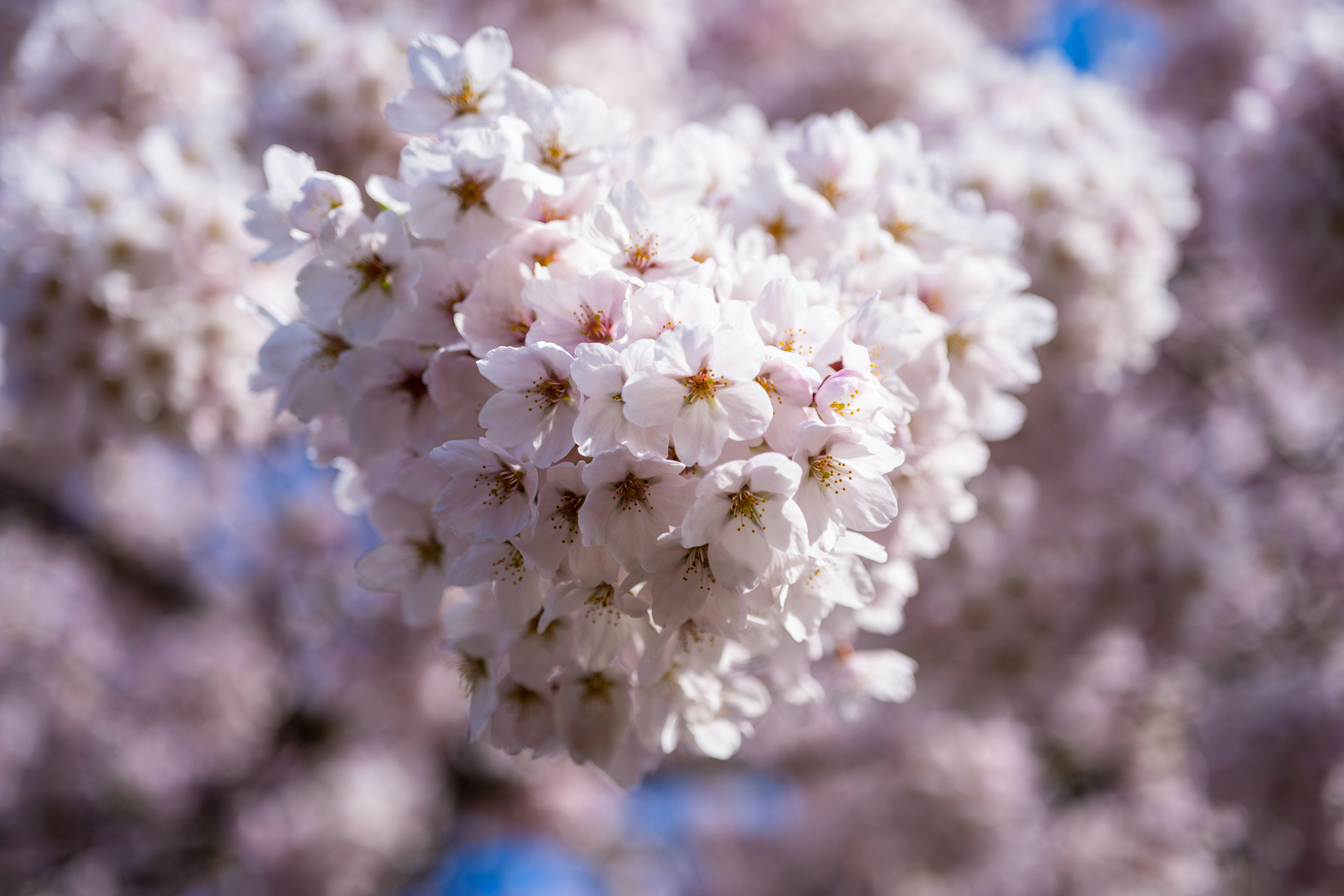 Delicate cherry blossoms cluster together, creating a soft pink canopy against a clear blue sky.