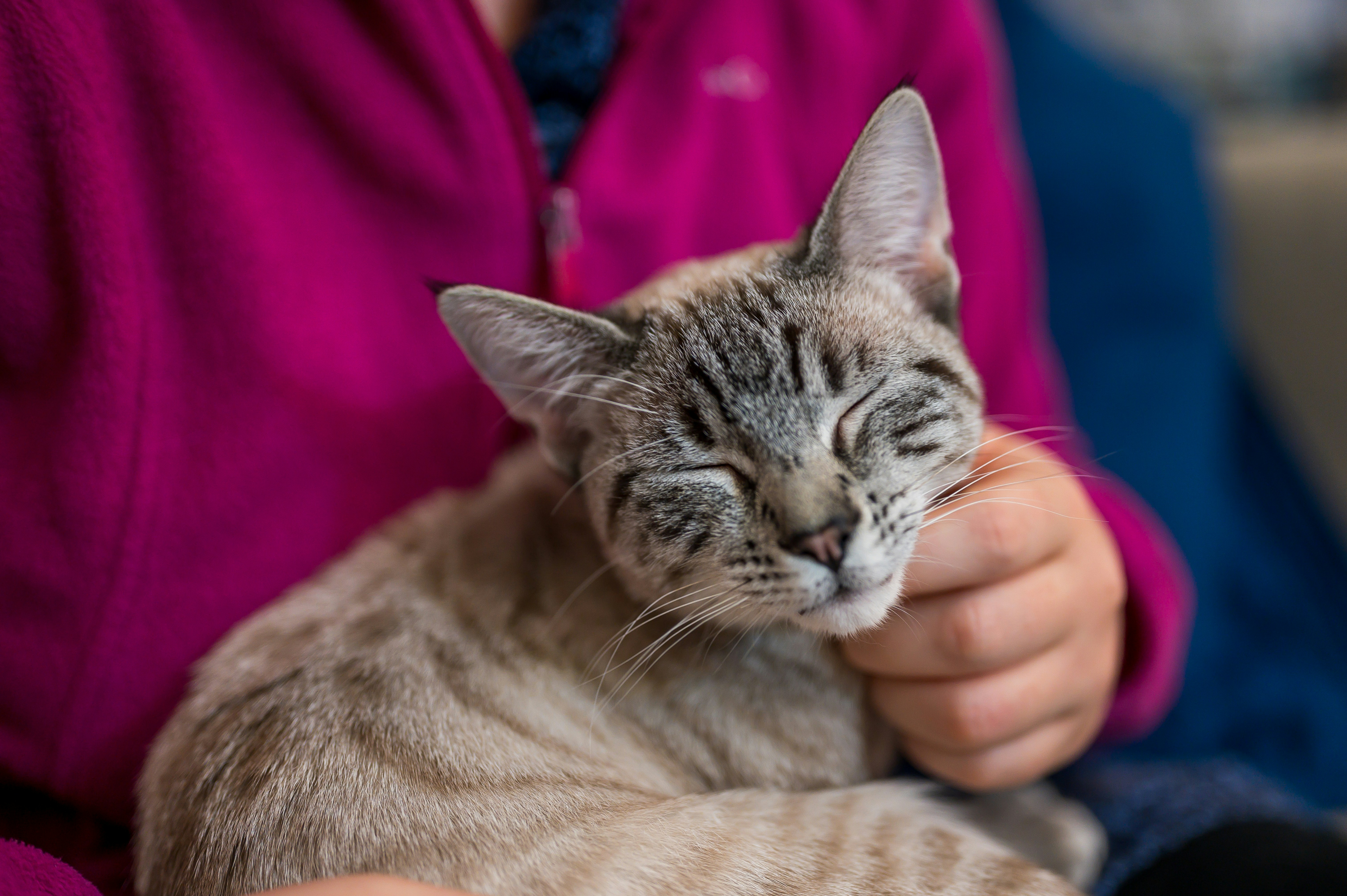 Serenity in Feline Companionship