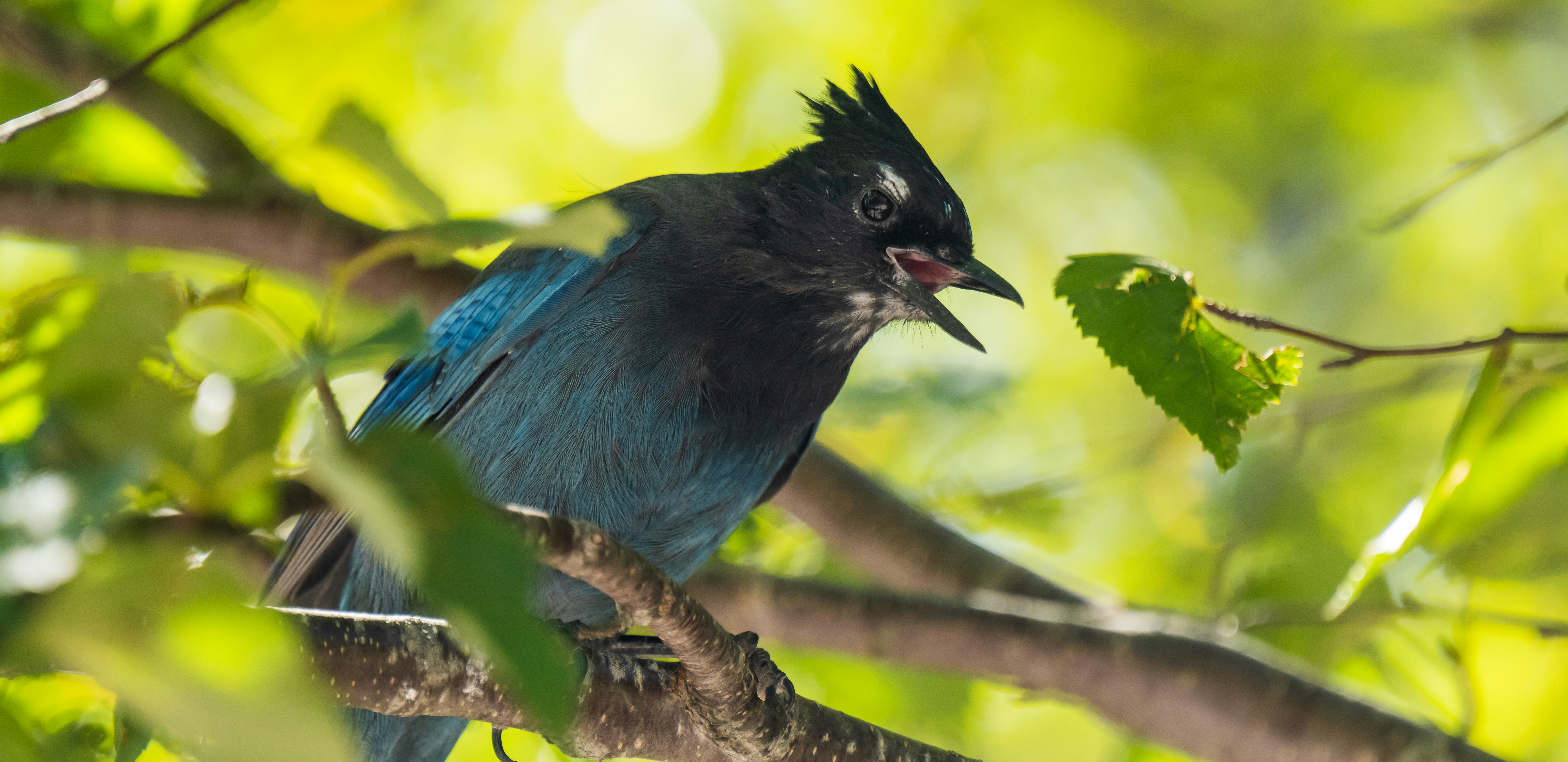 A steller's jay with open beak on a branch.