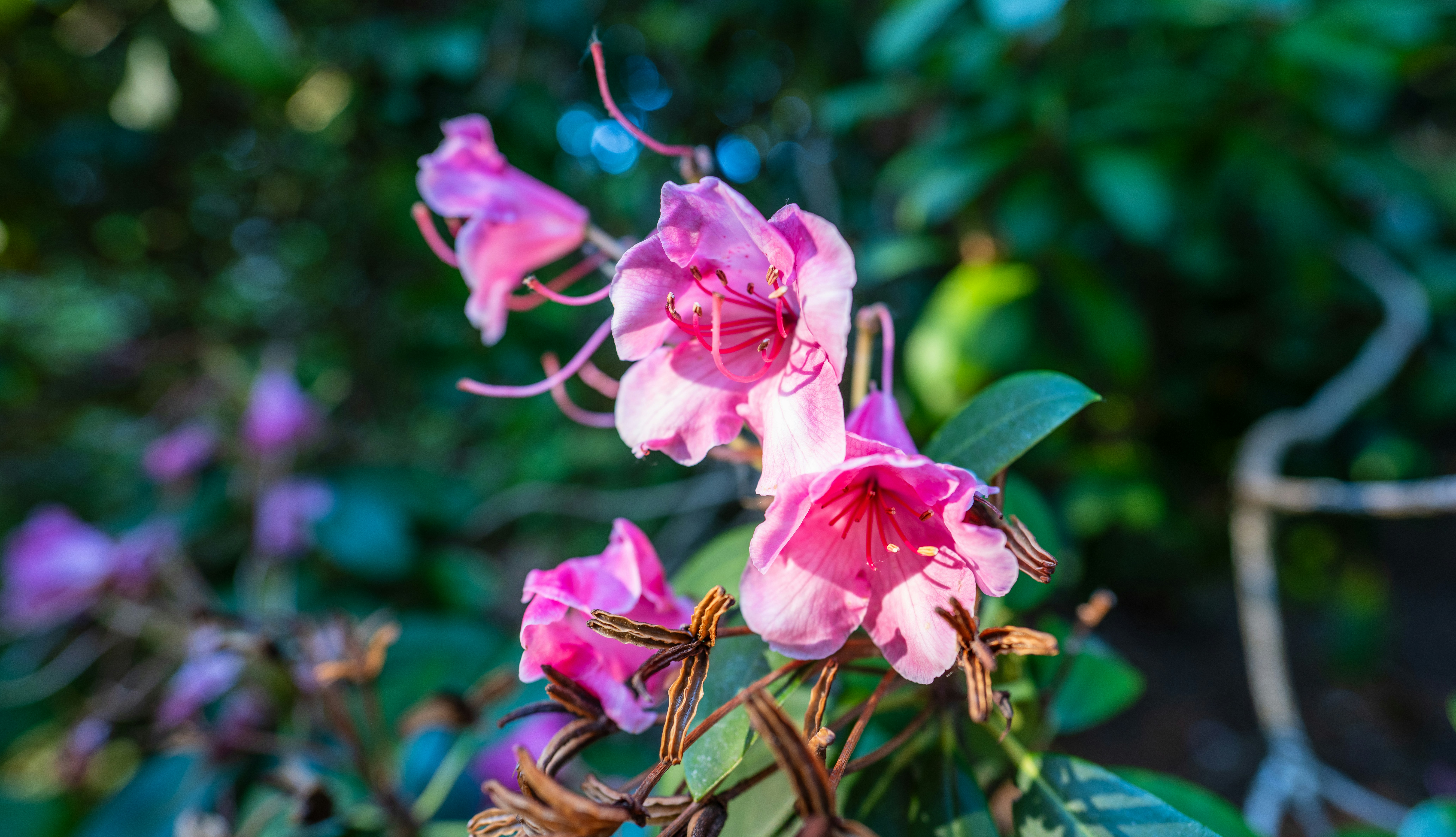 Whispers of Spring: The Elegance of Azalea Blossoms