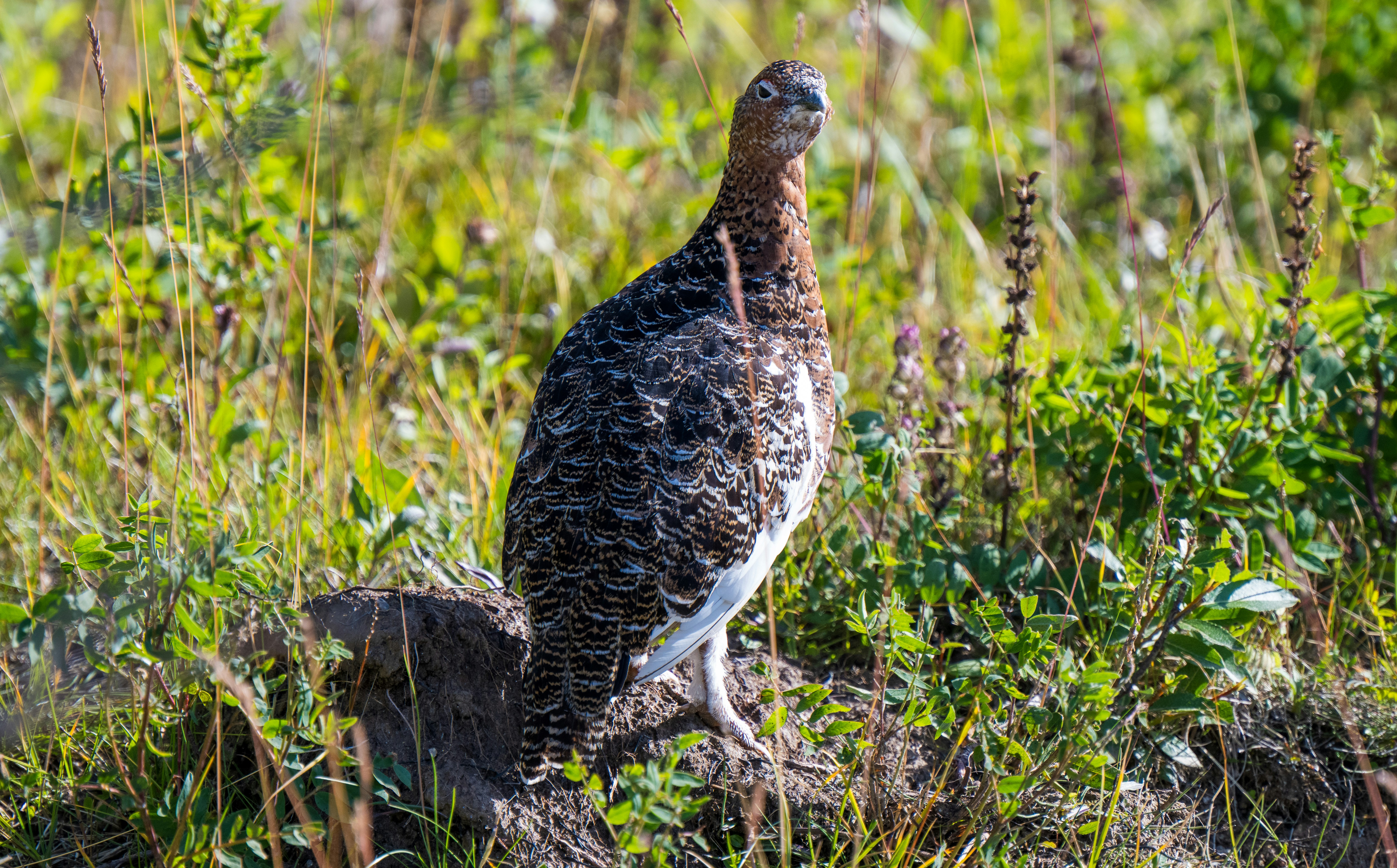 A grouse stands in a grassy field.