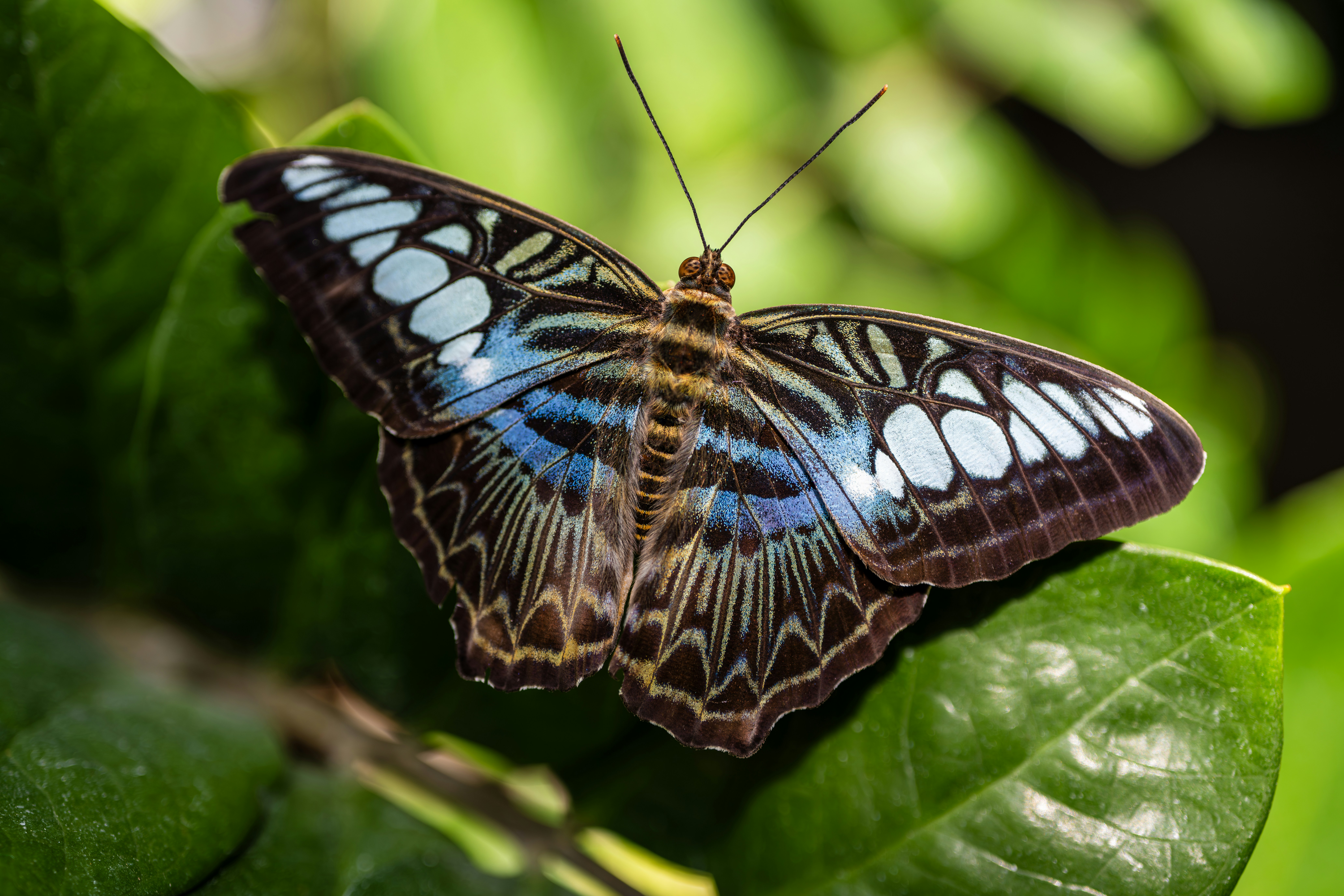 A colorful butterfly rests on a green leaf.