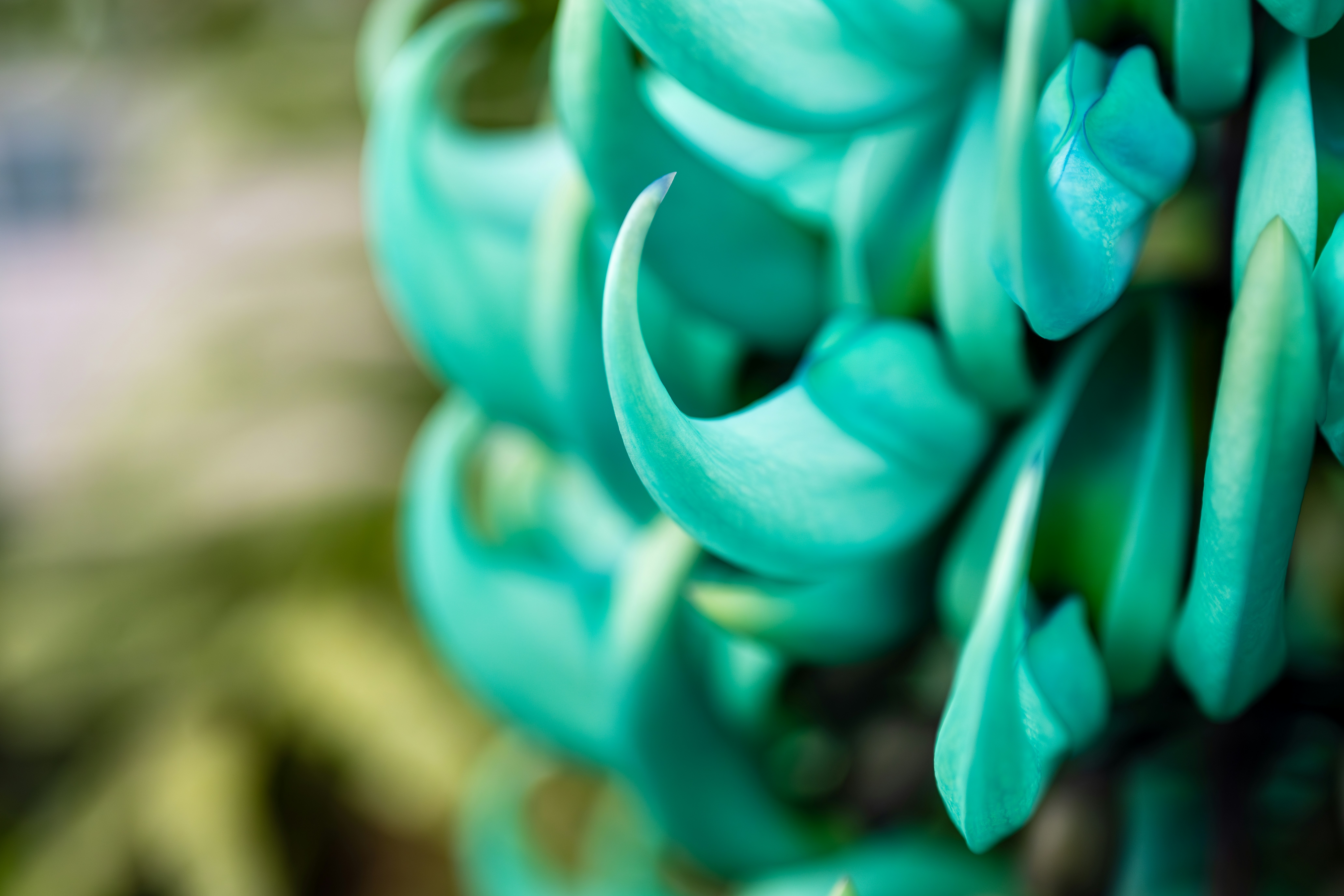 Close-up of vibrant turquoise jade vine flowers
