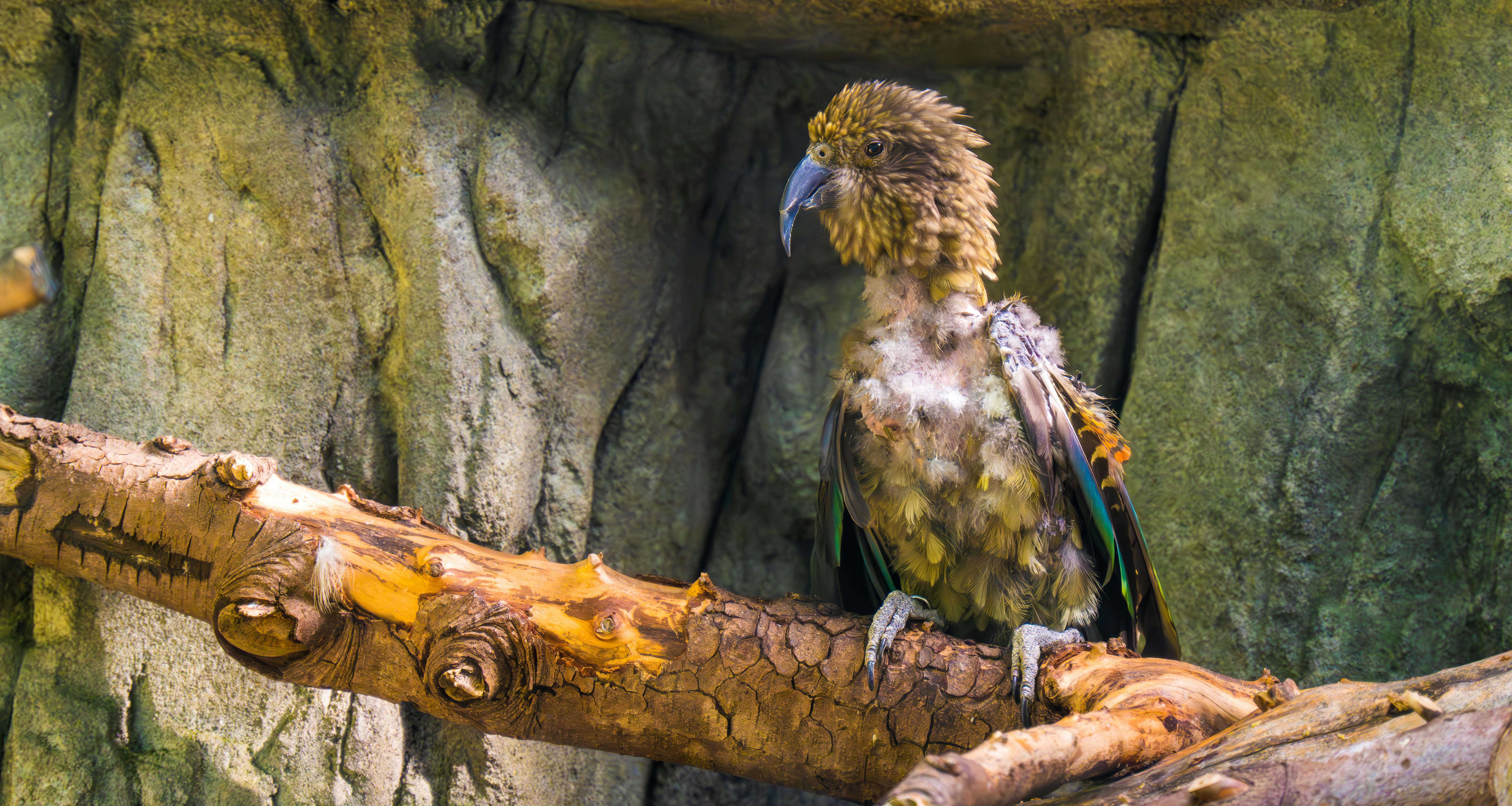 A brown parrot perches on a tree branch.