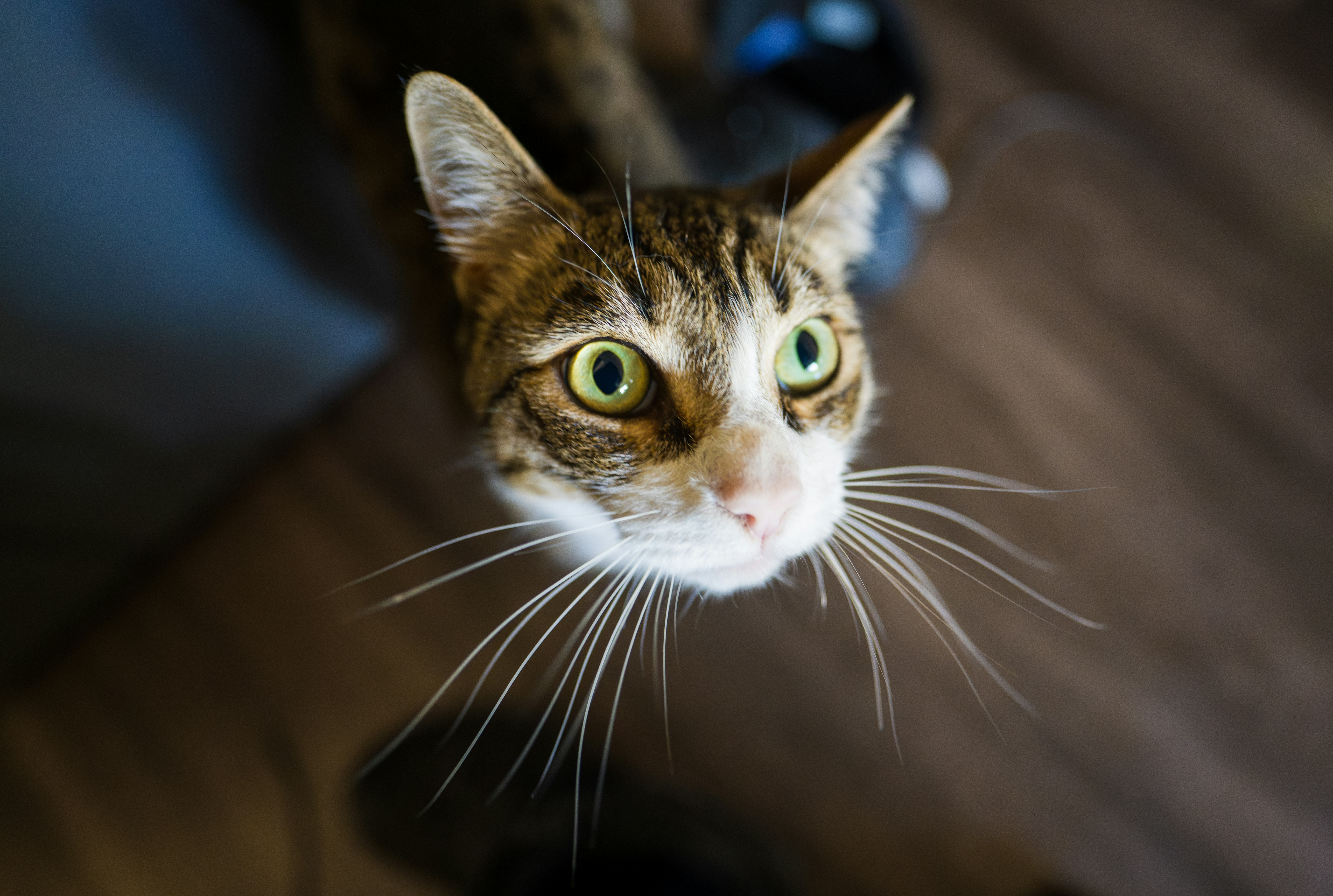 A tabby cat with green eyes looks up attentively.