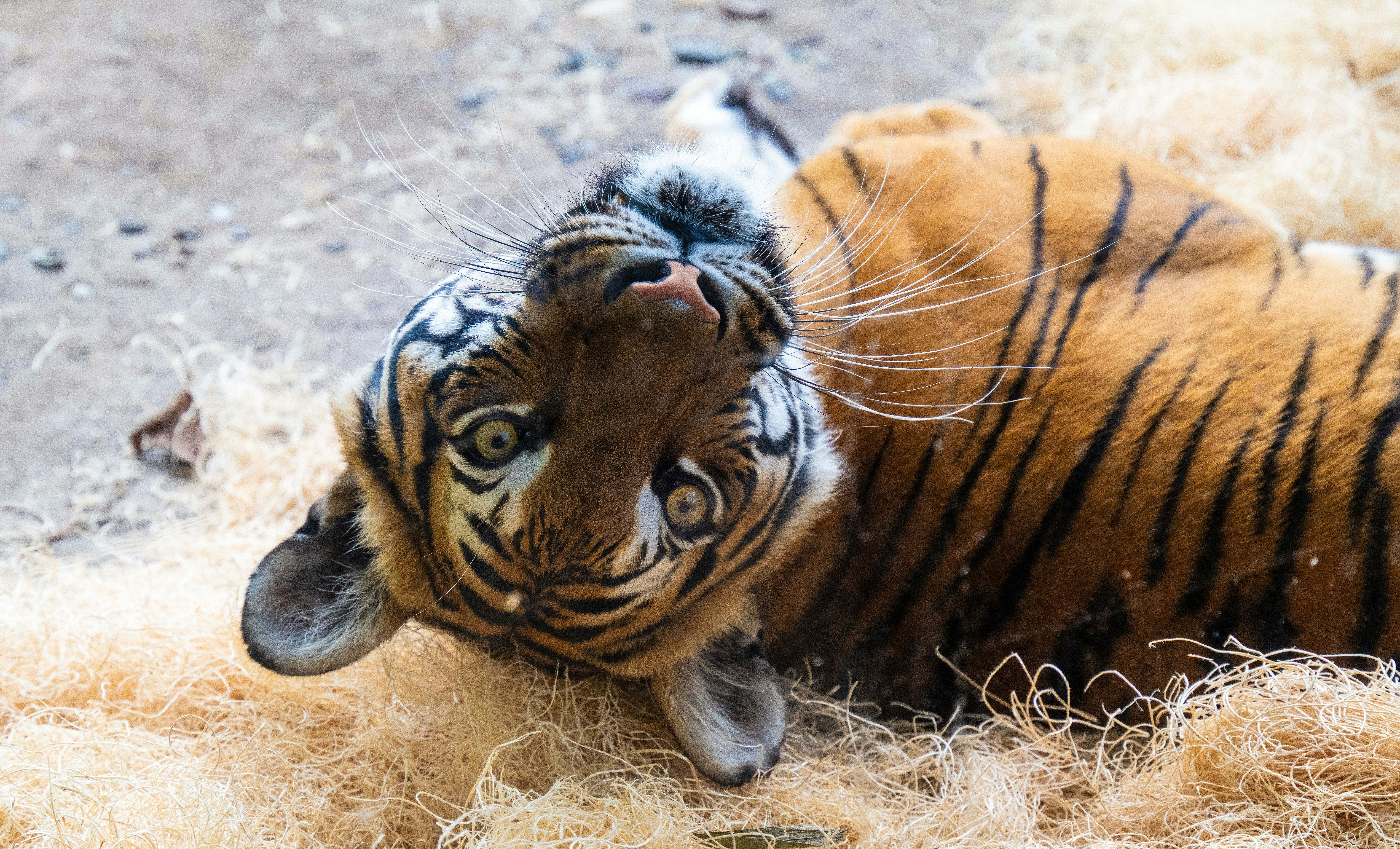 Whiskers and Wonder: The Playful Gaze of a Tiger