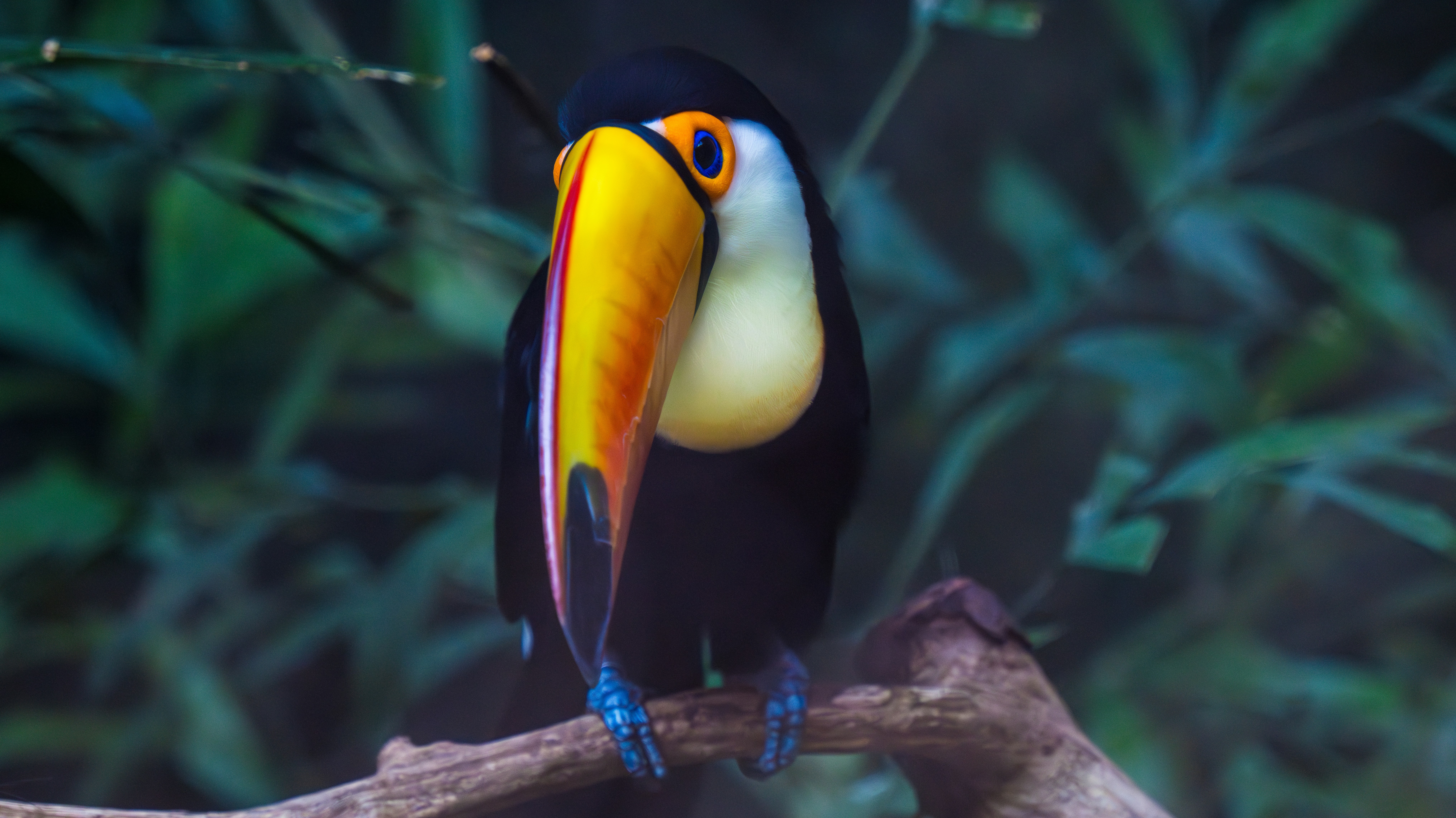 A toucan with a large yellow and orange beak.