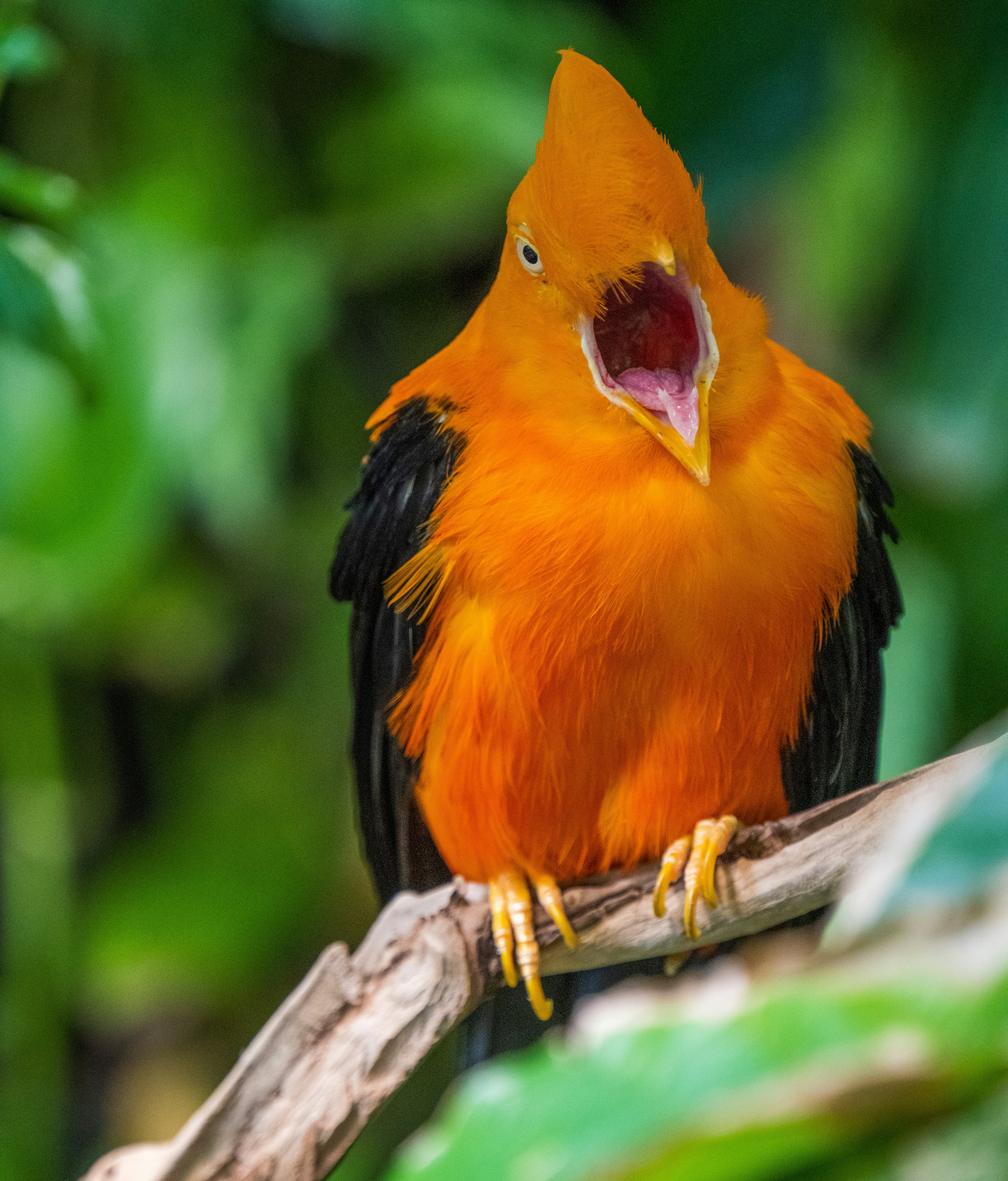 The Vibrant Call of the Amazon
