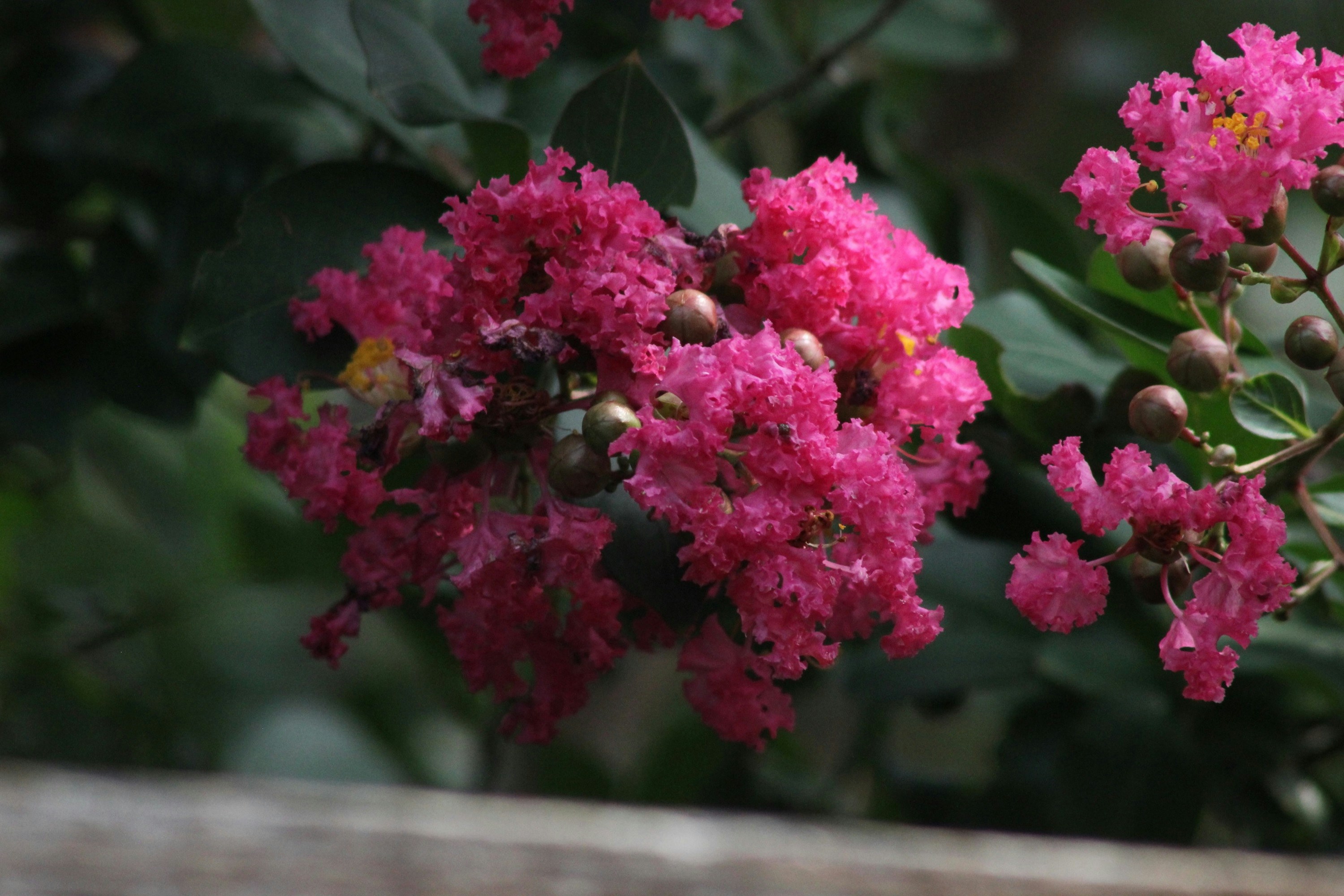 Vibrant pink crepe myrtle flowers bloom on a branch.
