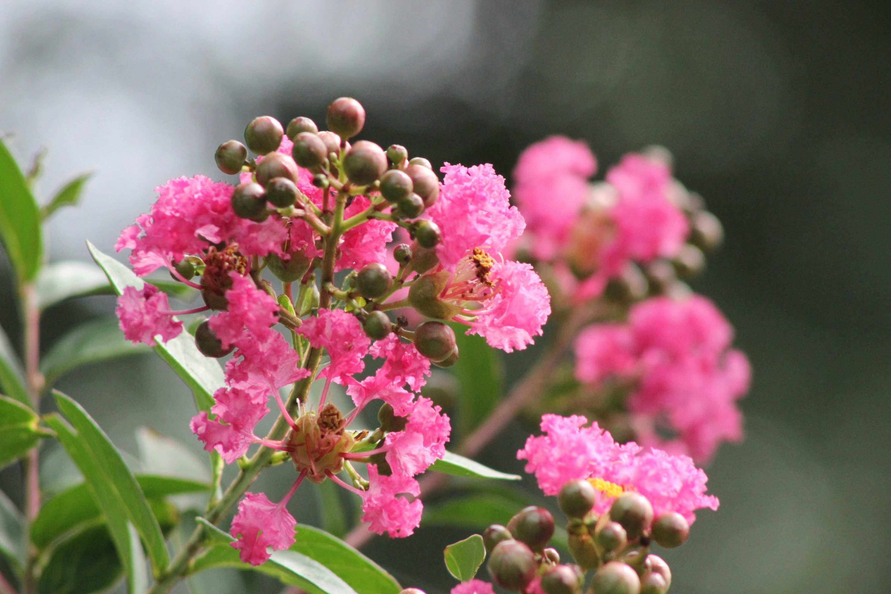 Vibrant pink flowers with budding green fruit, showcasing the beauty of nature's palette in a lush setting.