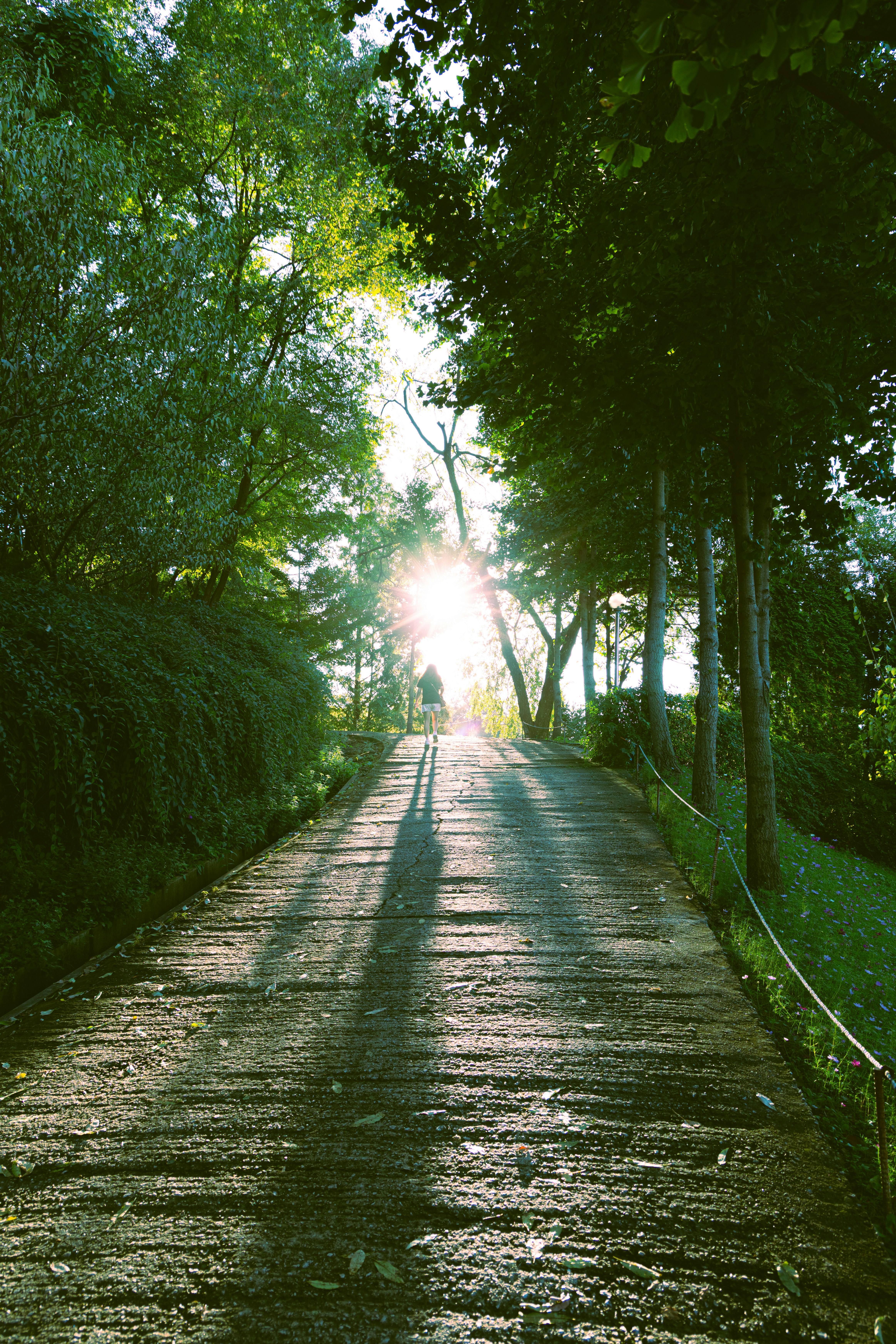 Sunlight streams down a tree-lined path casting long shadows