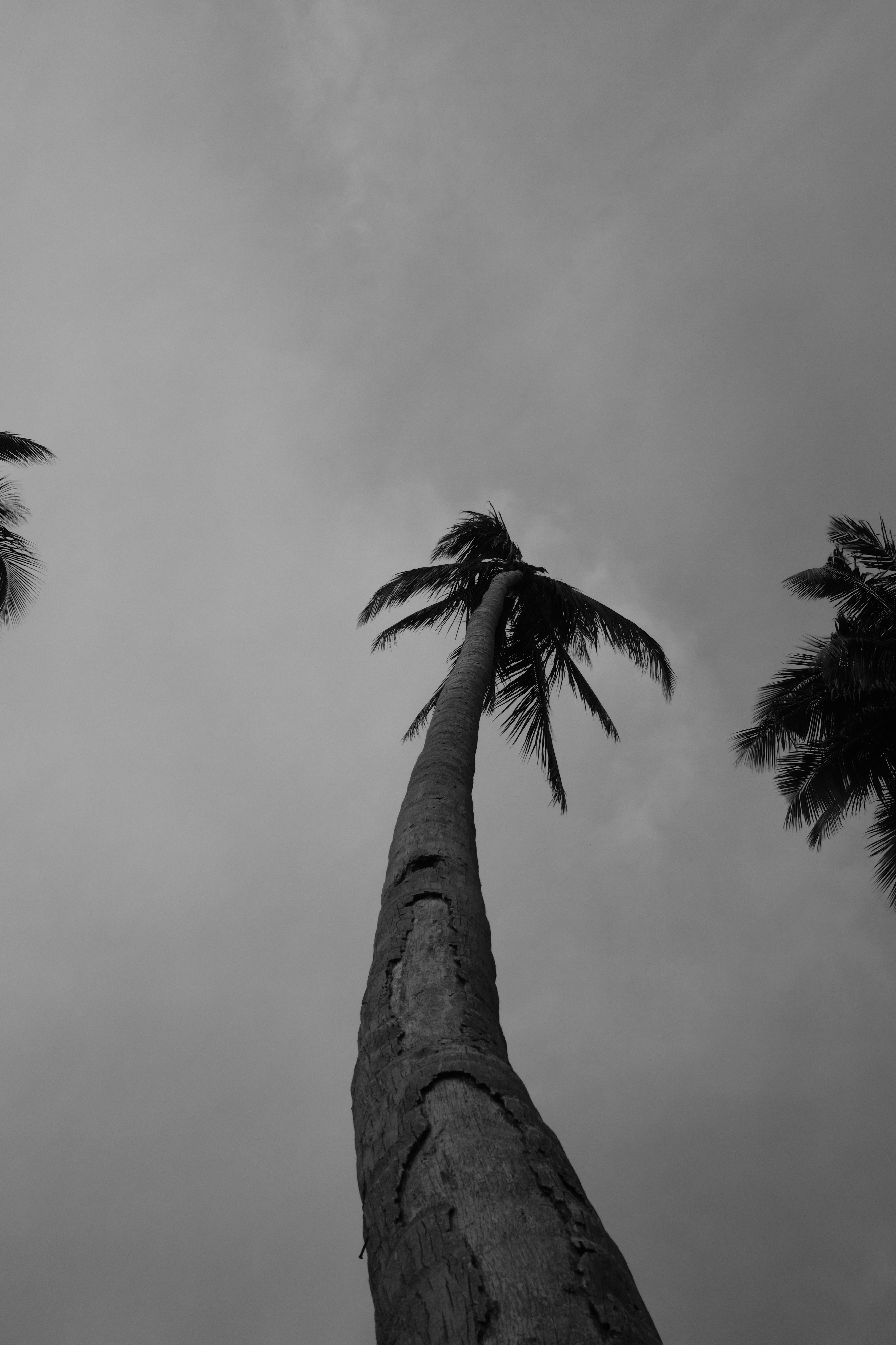 Vertical Symphony of Nature