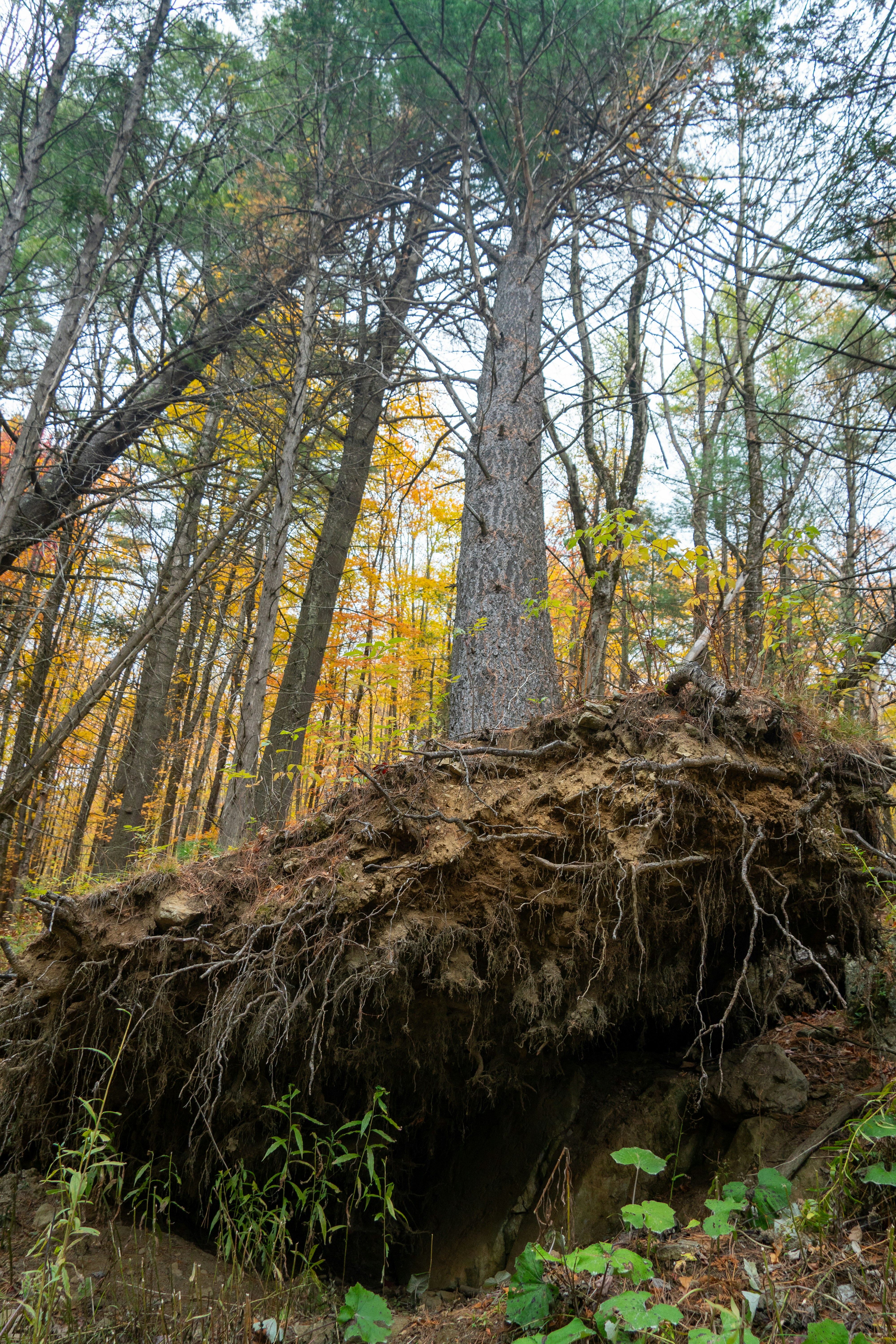 An uprooted tree reveals its intricate root system, surrounded by vibrant autumn foliage in a serene forest setting.