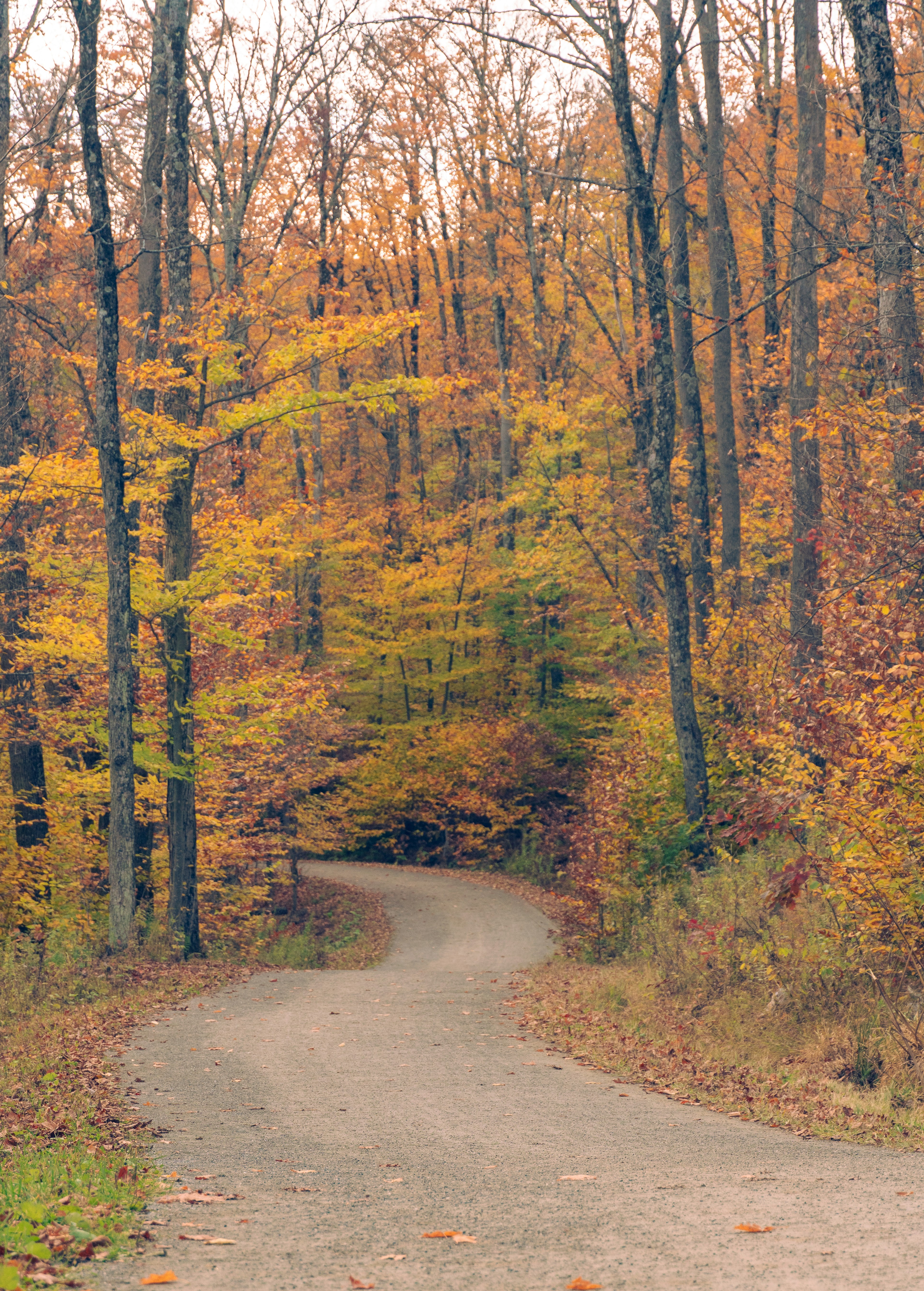 Une route sinueuse à travers une forêt d’automne aux feuilles colorées ...