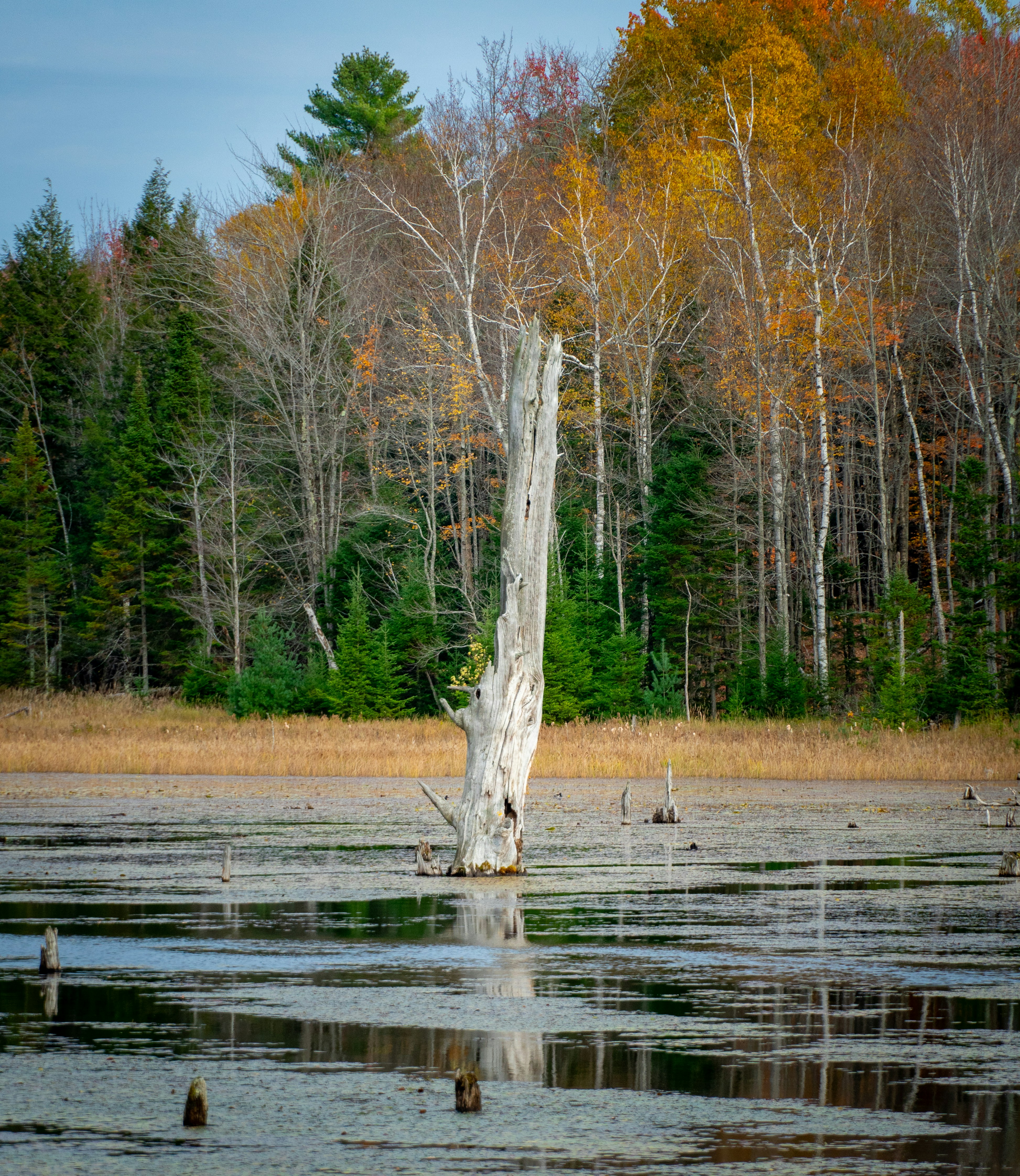 The Bleached Sentinel Rising from Quiet Waters