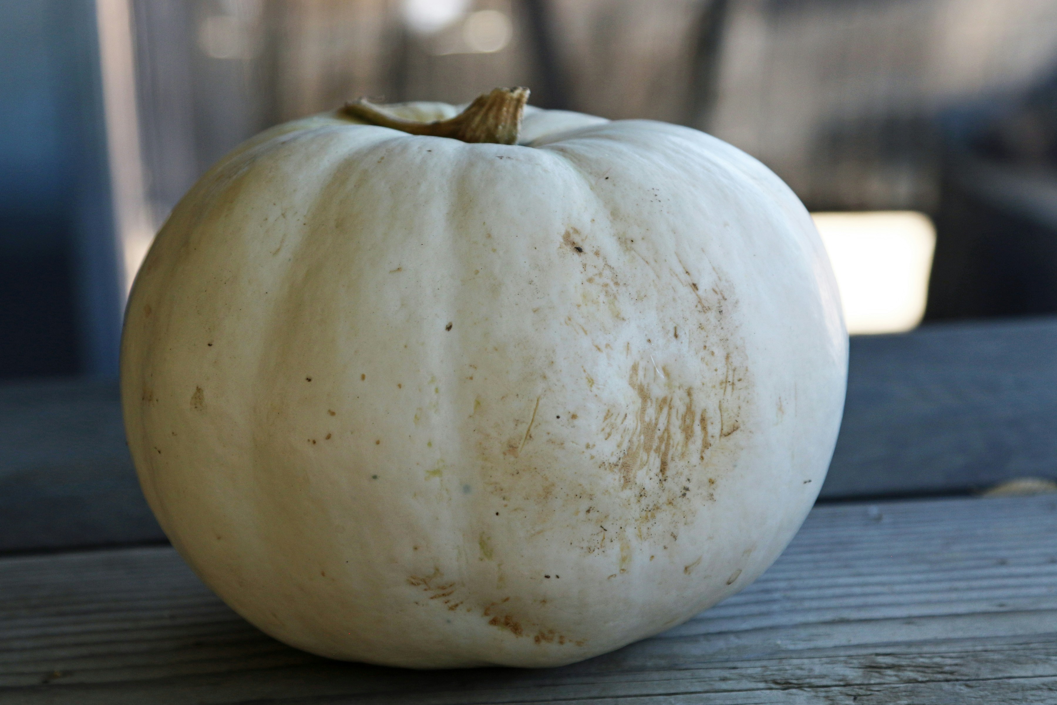 A single white pumpkin rests on a wooden surface.