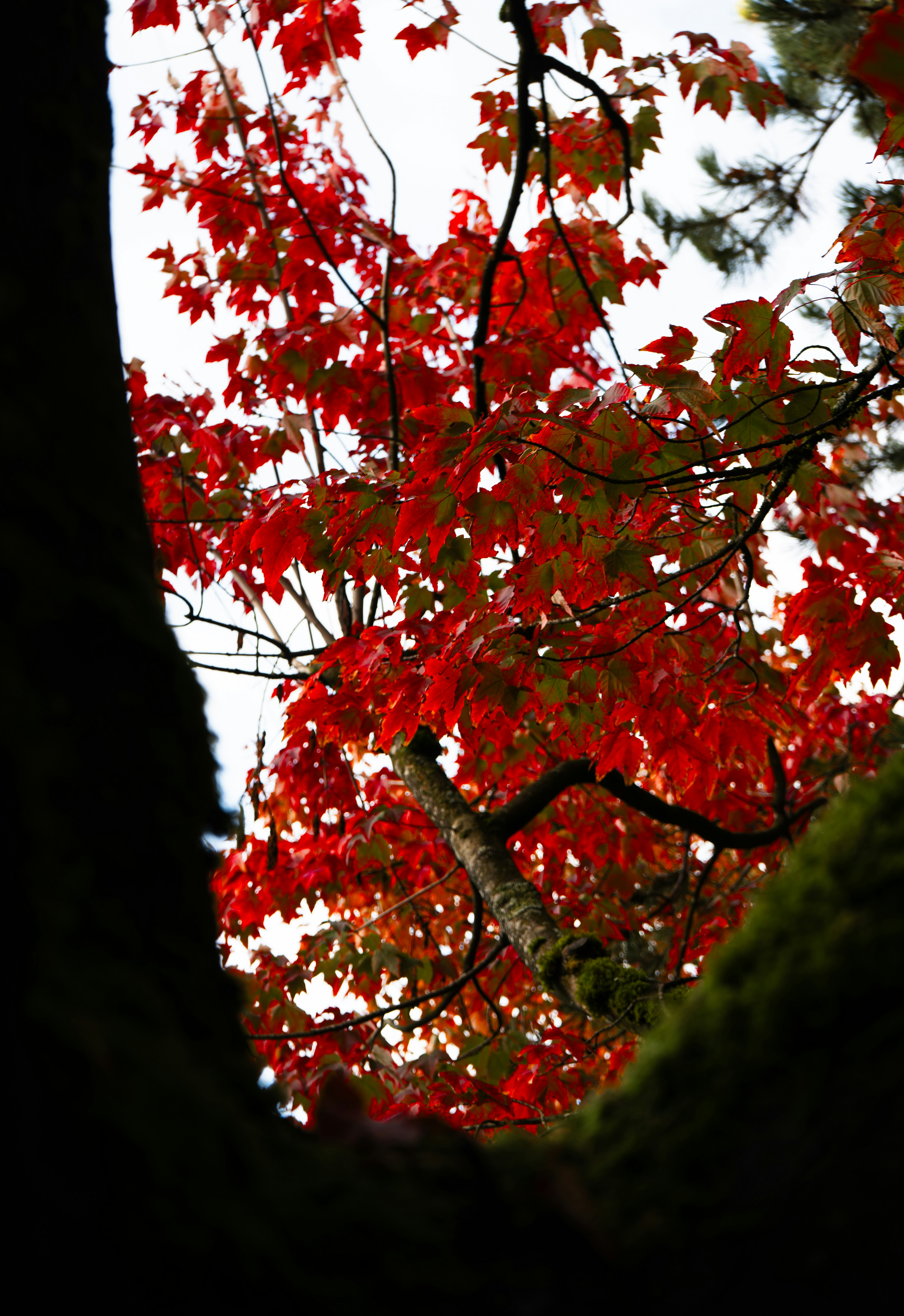 Crimson Canopy: Nature's Autumn Embrace