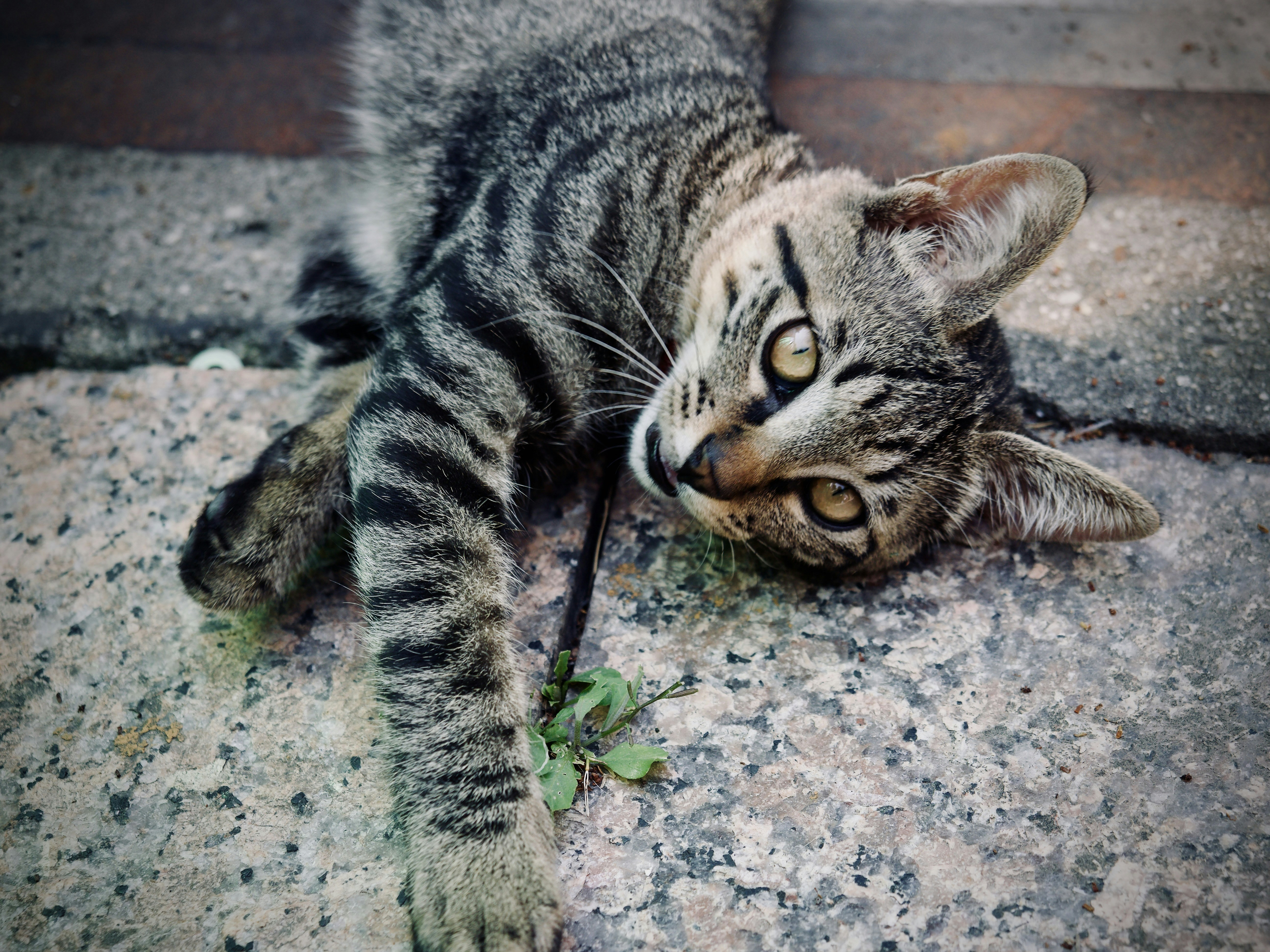 Playful tabby cat lounging on stone pavement, gazing curiously at the viewer, with a sprig of green nearby.
