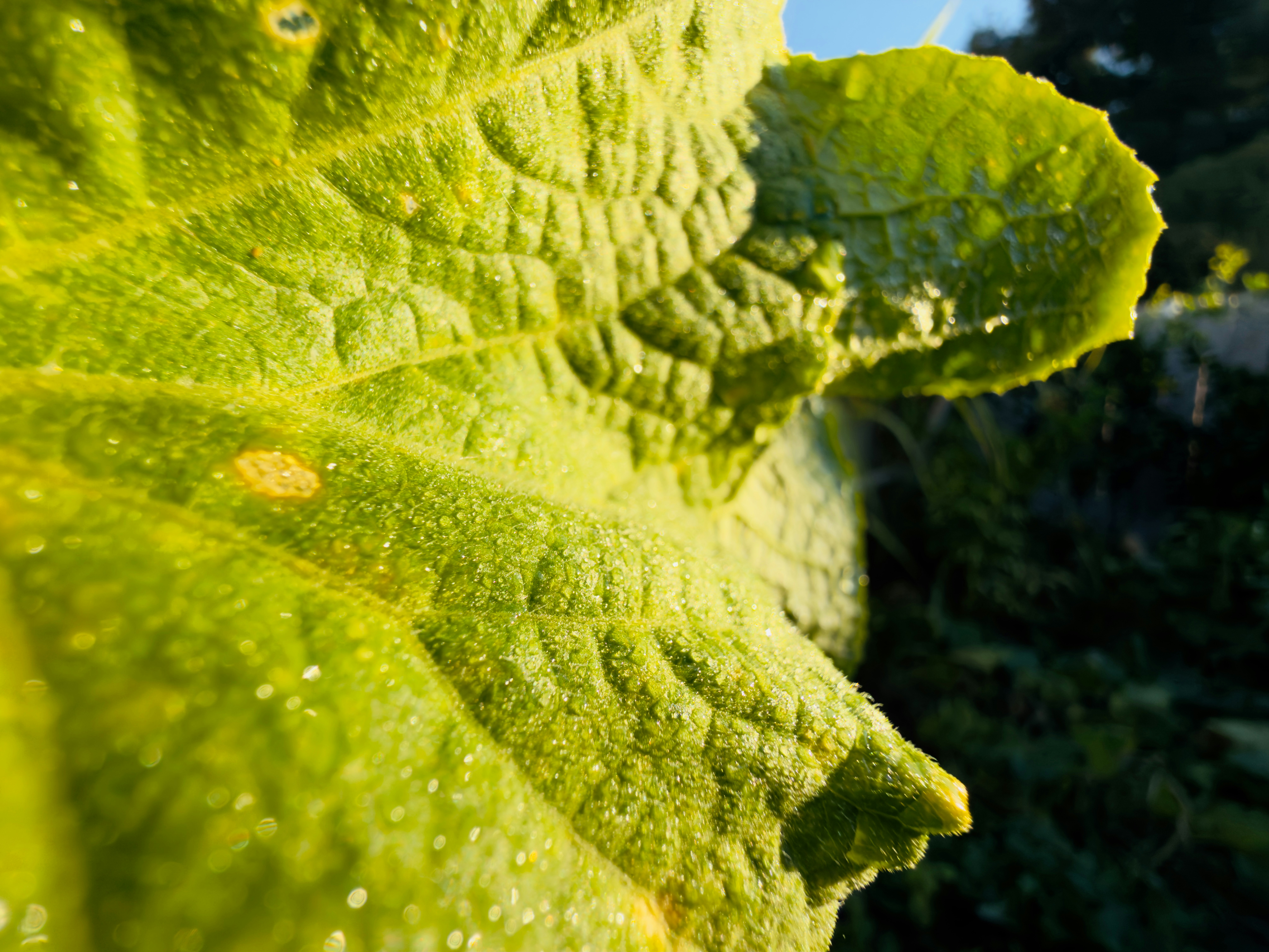 Nature's Intricate Tapestry: The Leaf's Surface