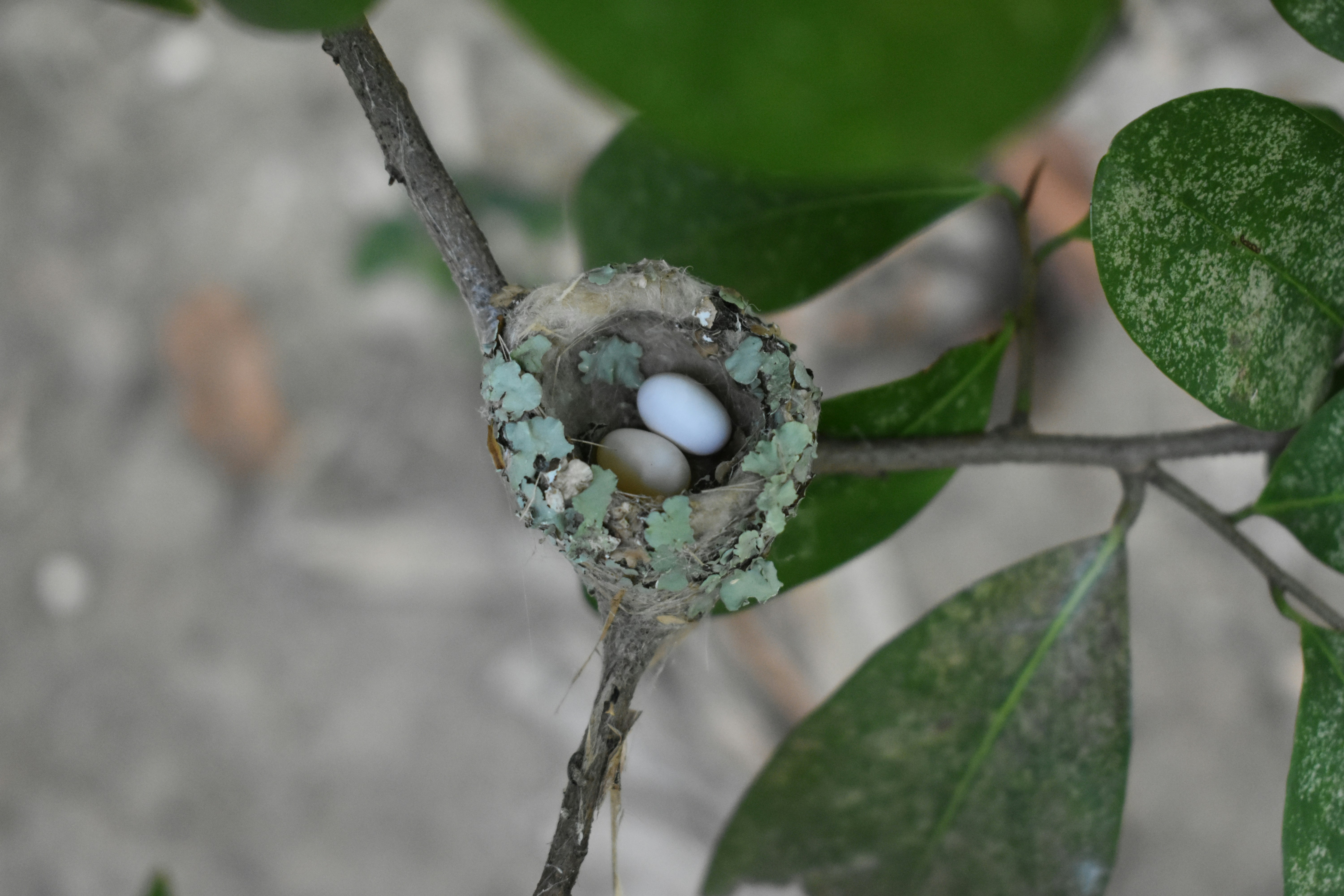 Nature's Hidden Treasures: The Nest of Life