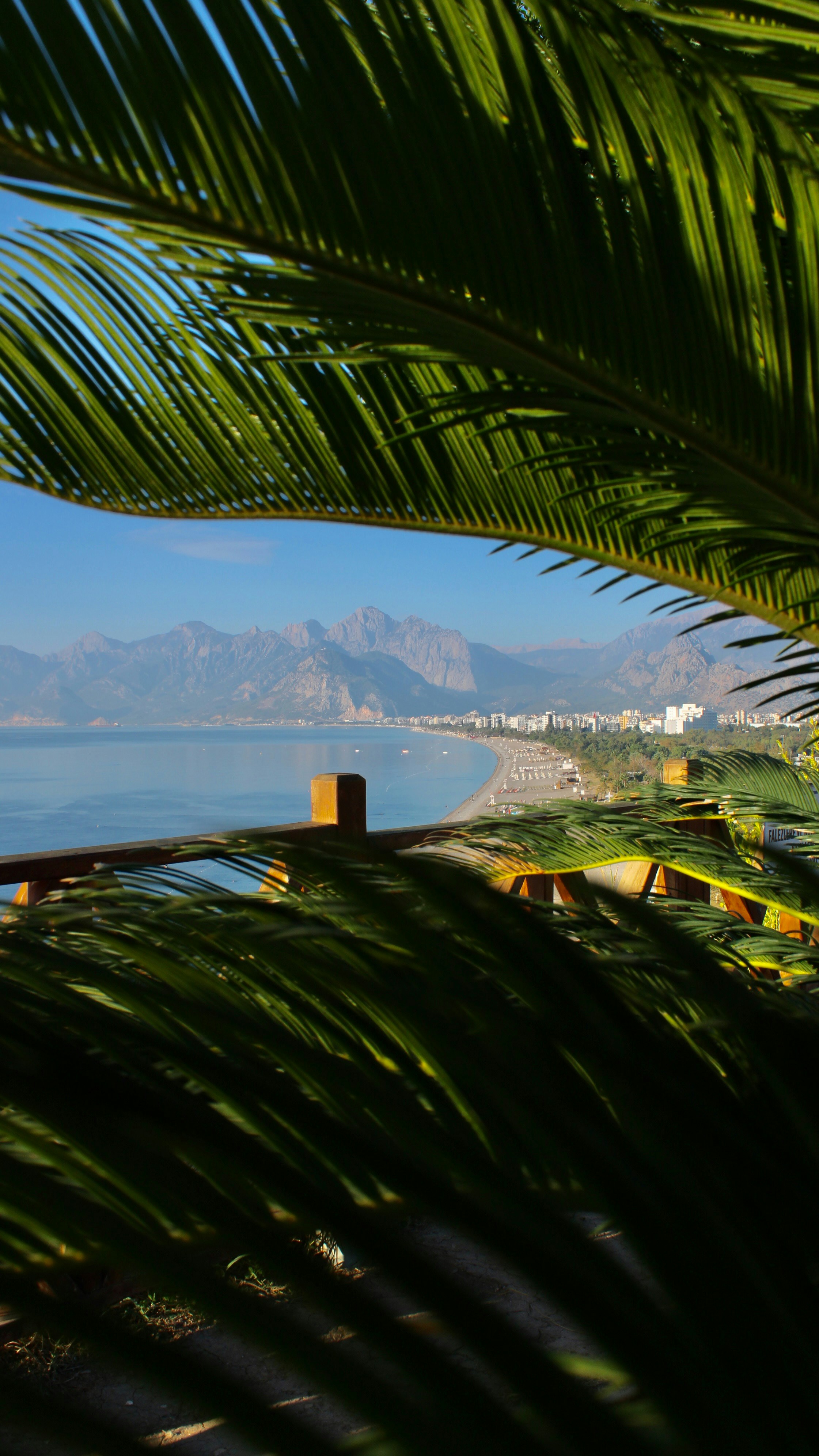 Tropical Fronds Framing Serene Coastal Views
