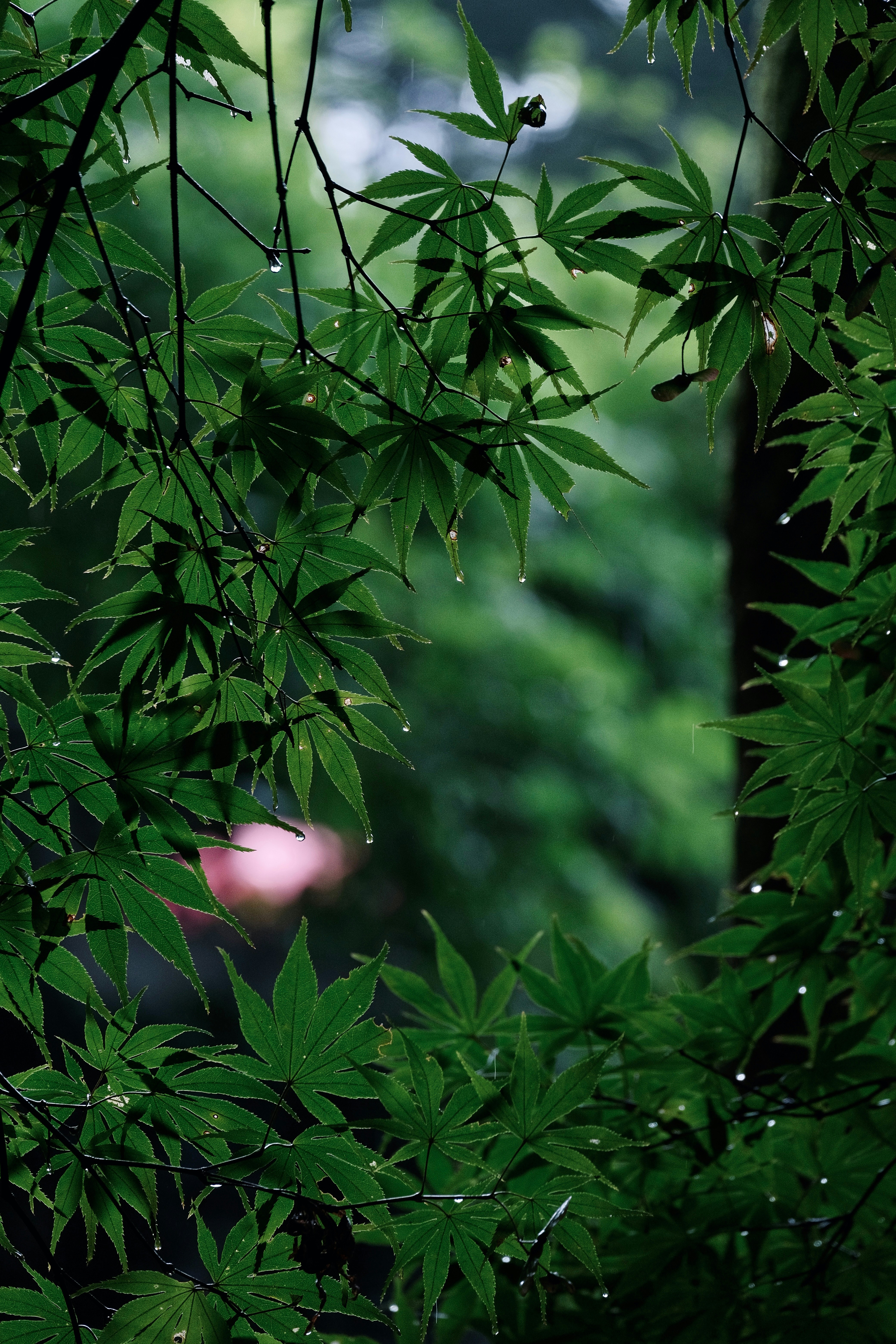 Whispers of Nature: A Lush Canopy