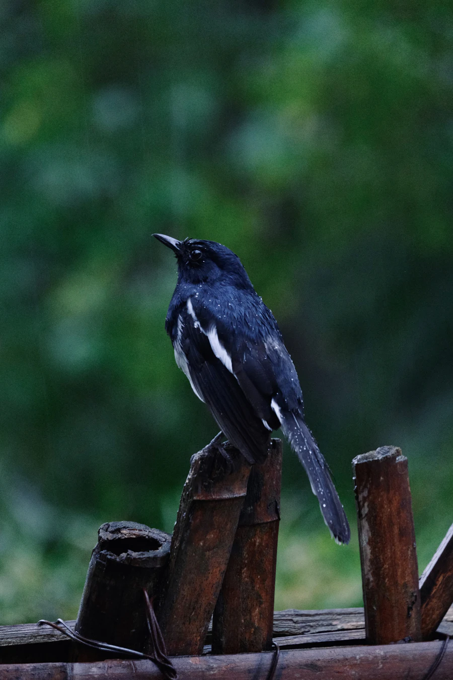 Dark songbird with white wing patches perched on a weathered wooden post, against a soft green blurred background. Raindrops speckle its feathers and the posts below.