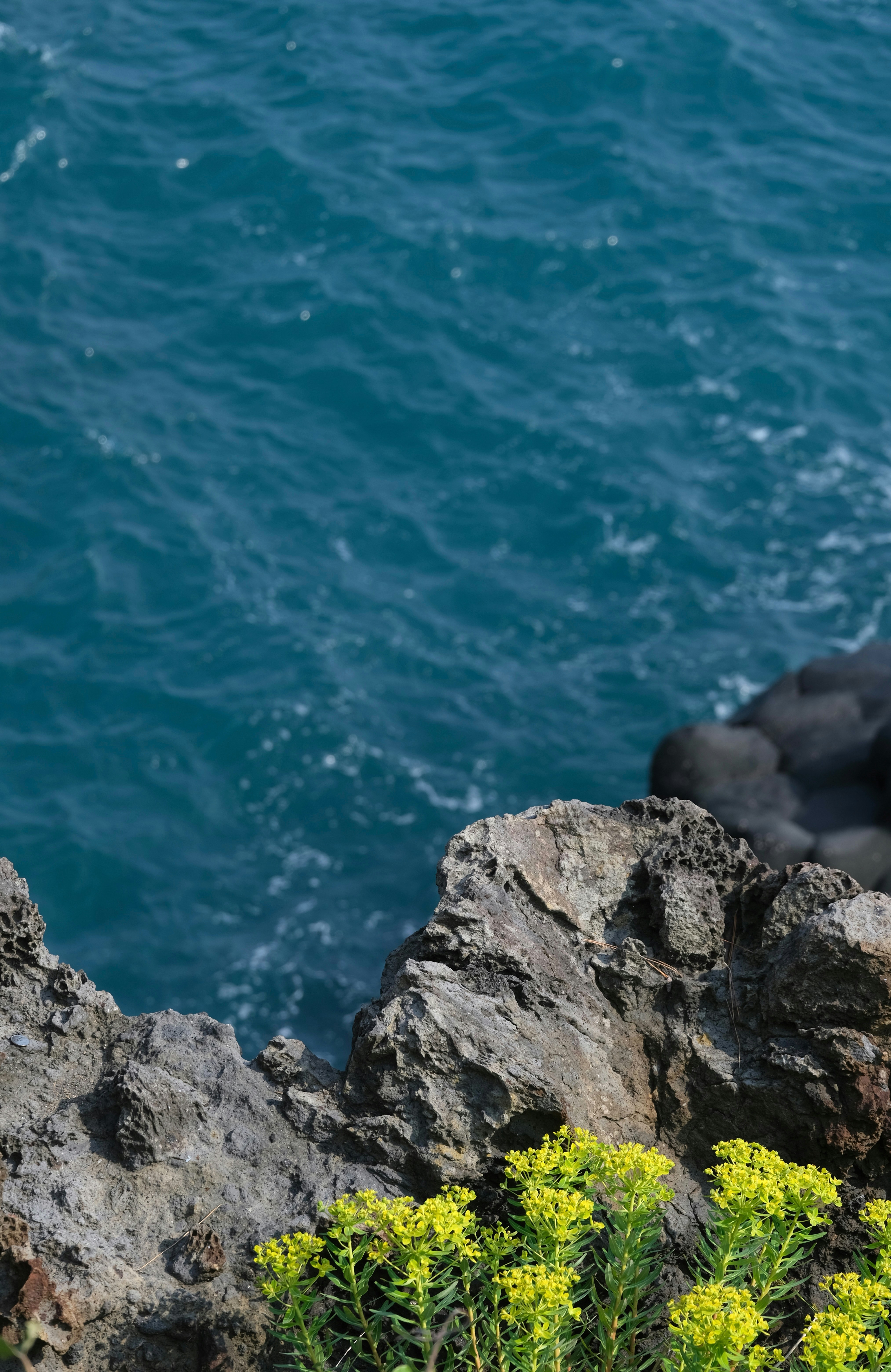 Turquoise Verge: Rugged Lava Rock Framed by Yellow Blooms Over the Sea