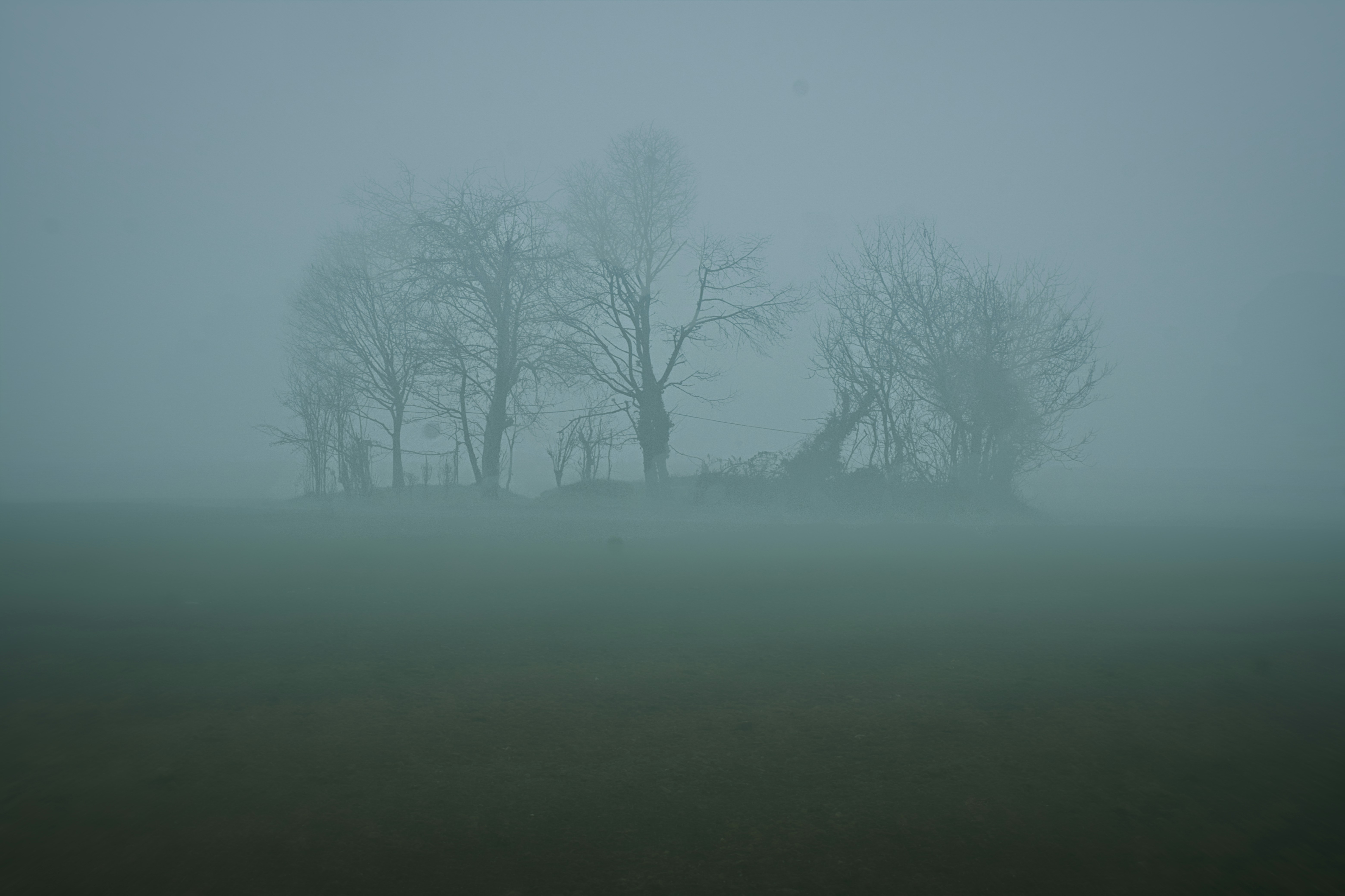 Silhouetted trees emerge from dense fog, creating an ethereal landscape shrouded in mystery.