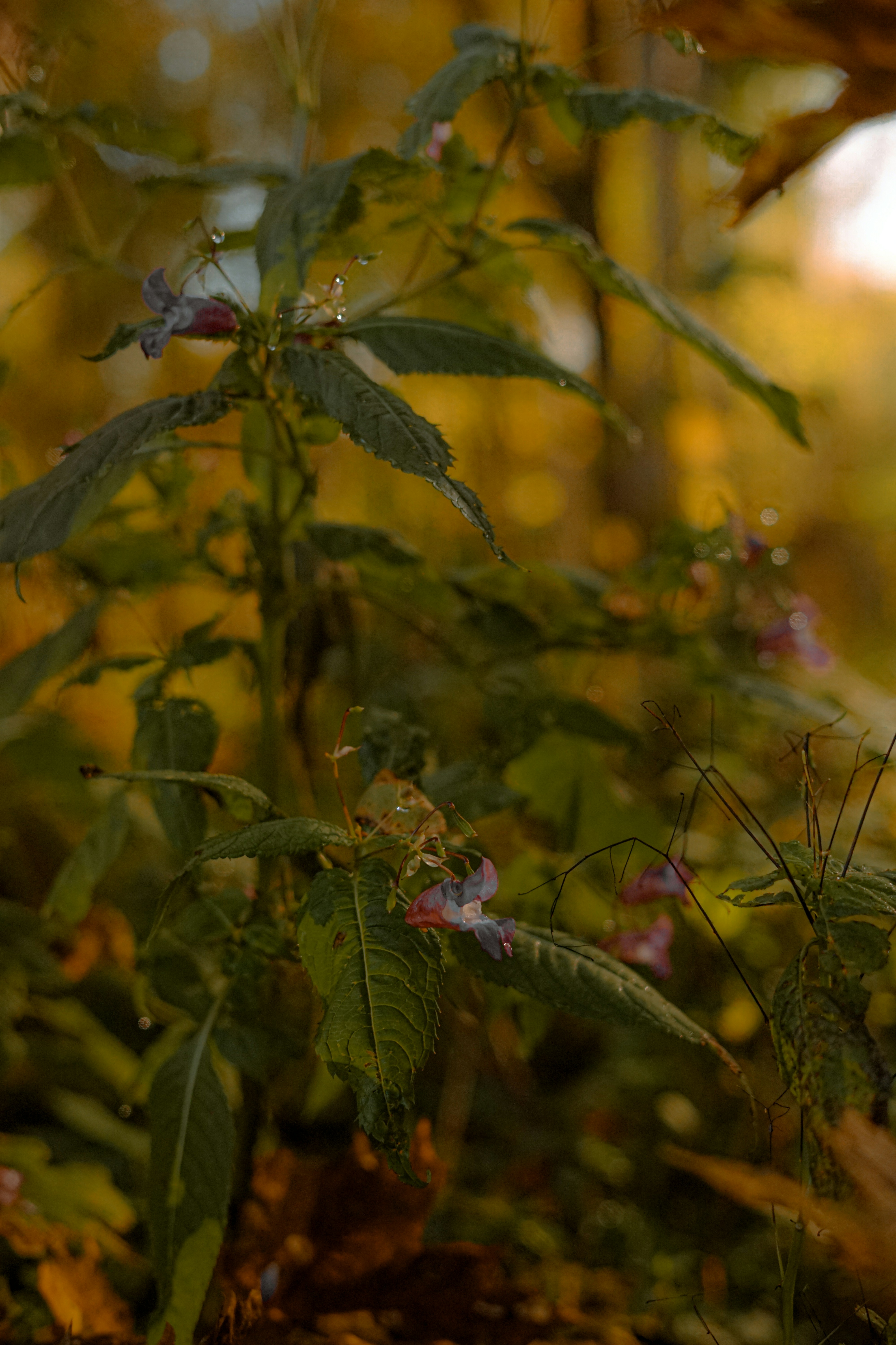 Whispers of Autumn: A Floral Embrace